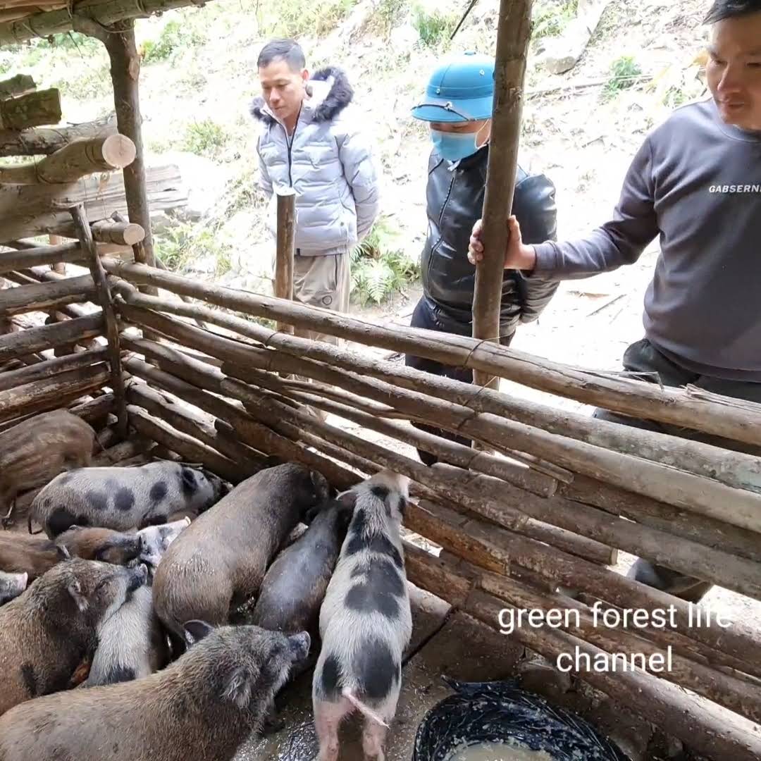 Post from Green forest life