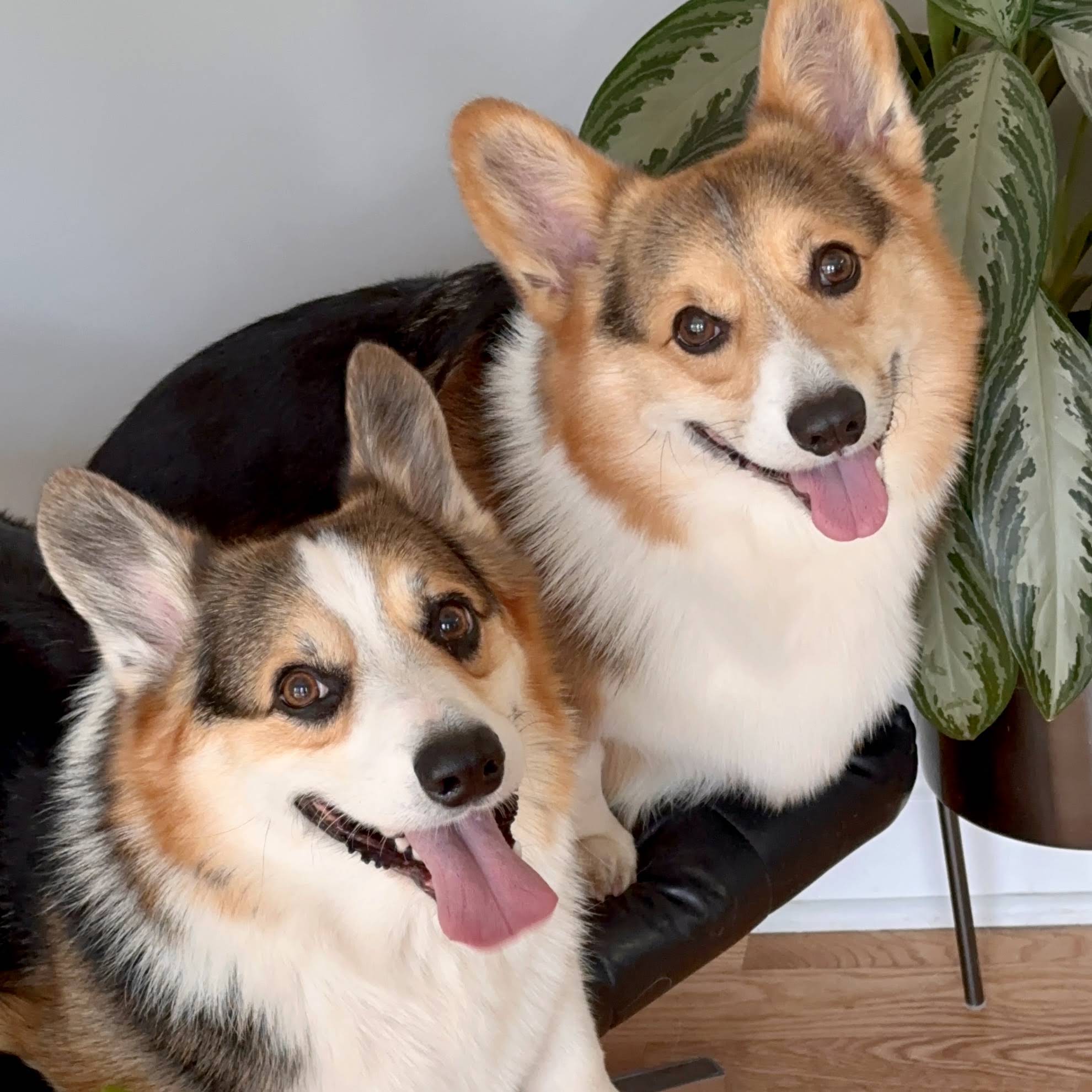 Post from Brady & Graffiti the Corgis