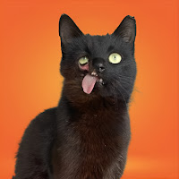 Post from I Am Raven