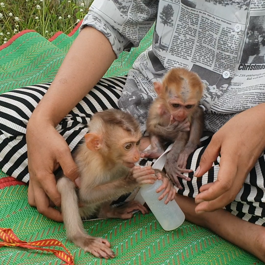 Post from Monkey Daily