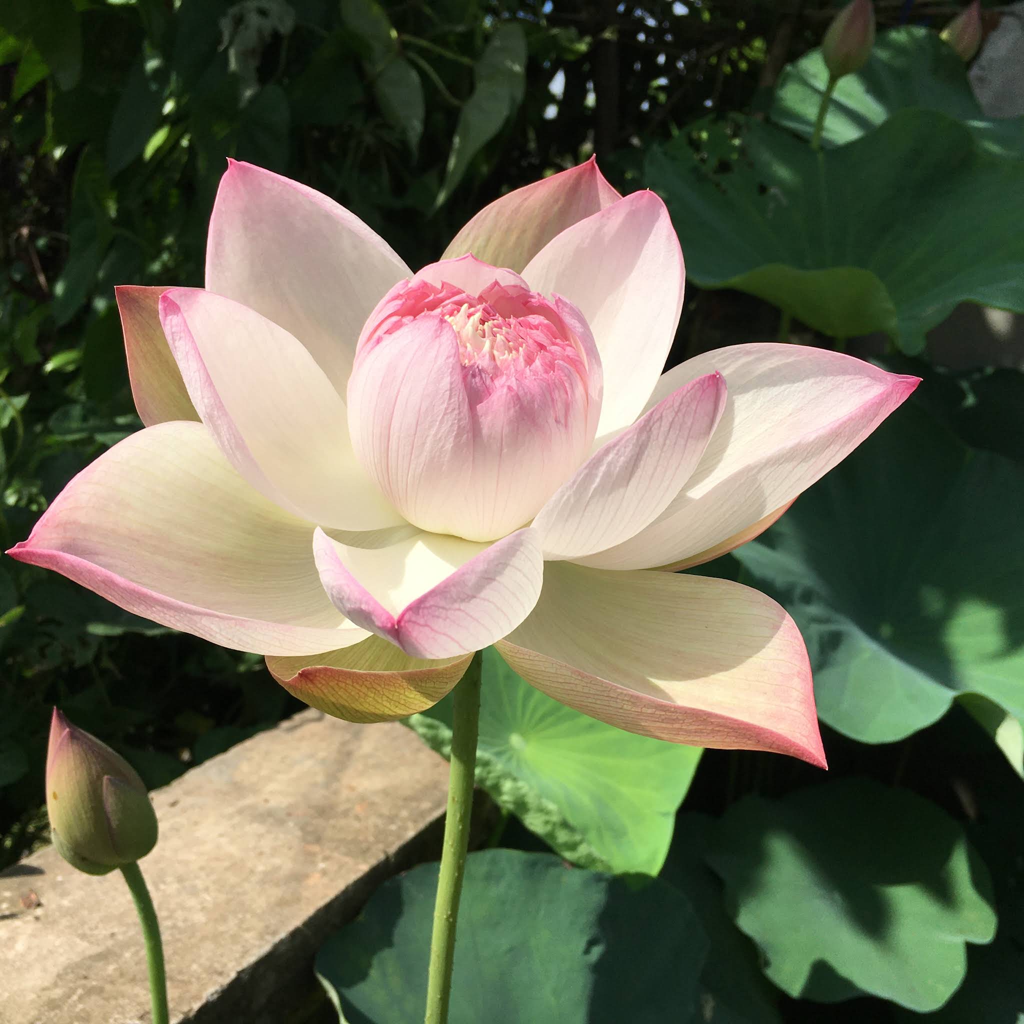 Post from Lotus Garden