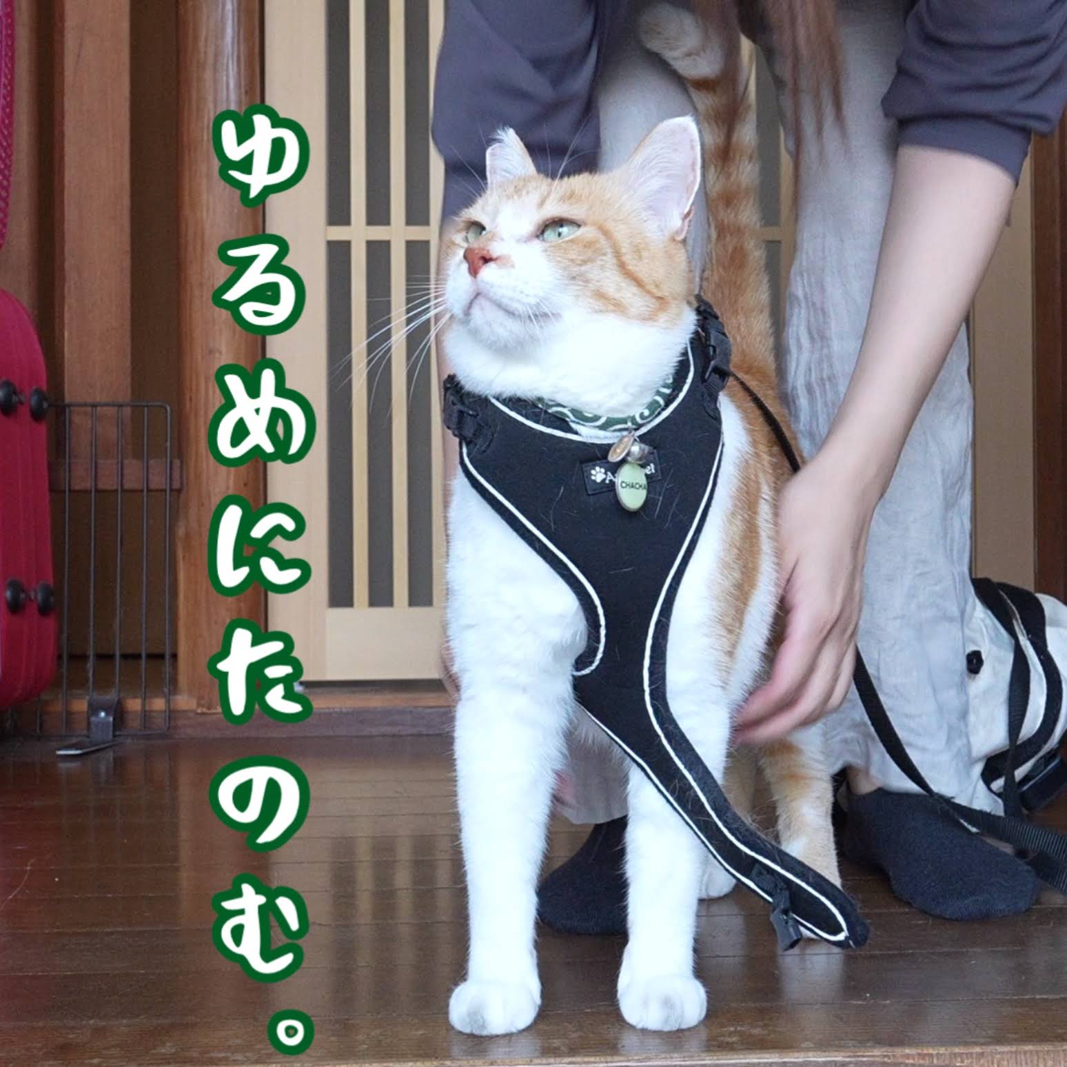 Post from How Chacha, a homeless cat ＆Rme