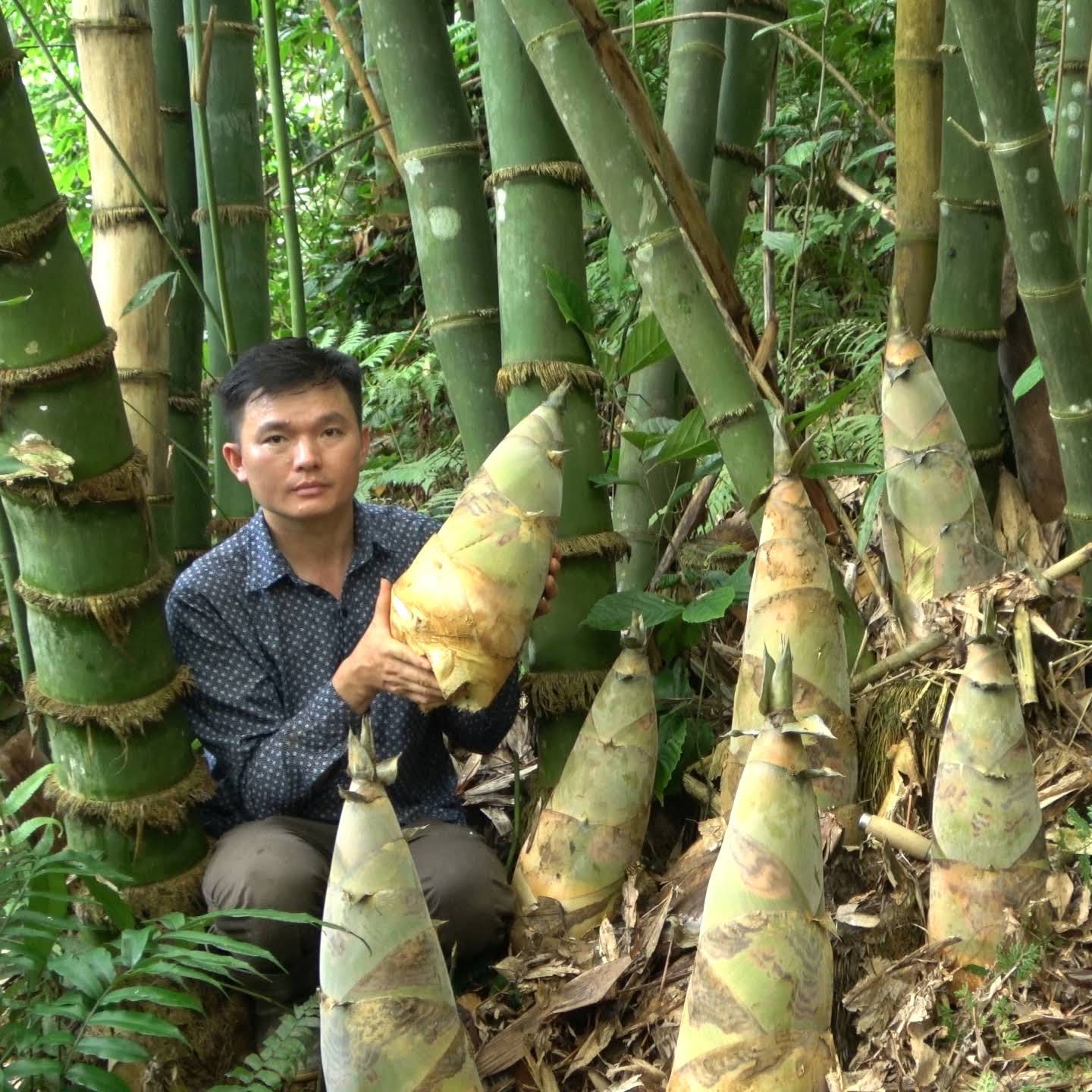 Post from Green forest life