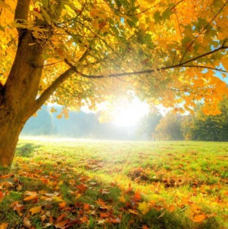 Le journal de BORIS VICTOR : univers - B. Gates accuse les vaches ...