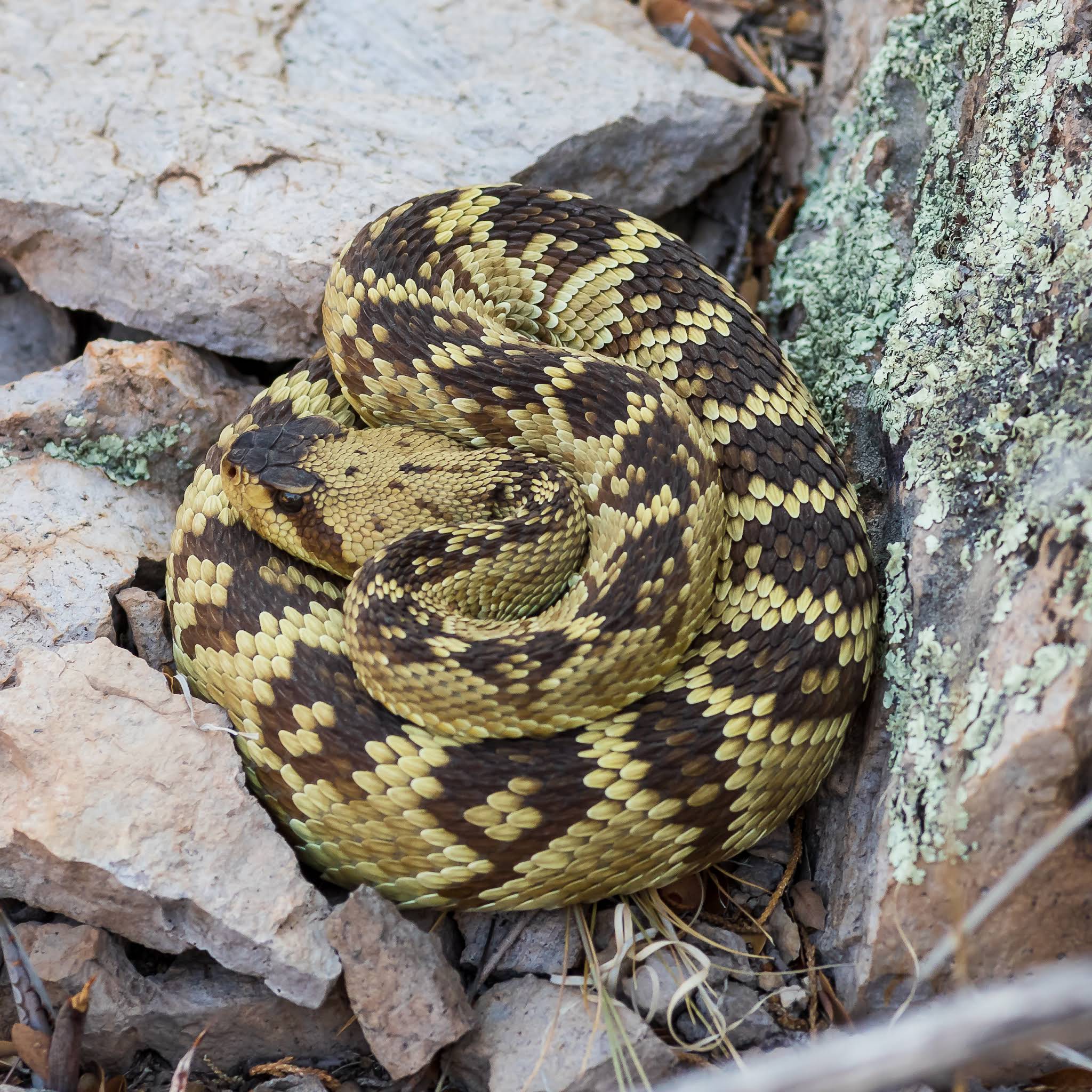 Post from Rattlesnake Solutions
