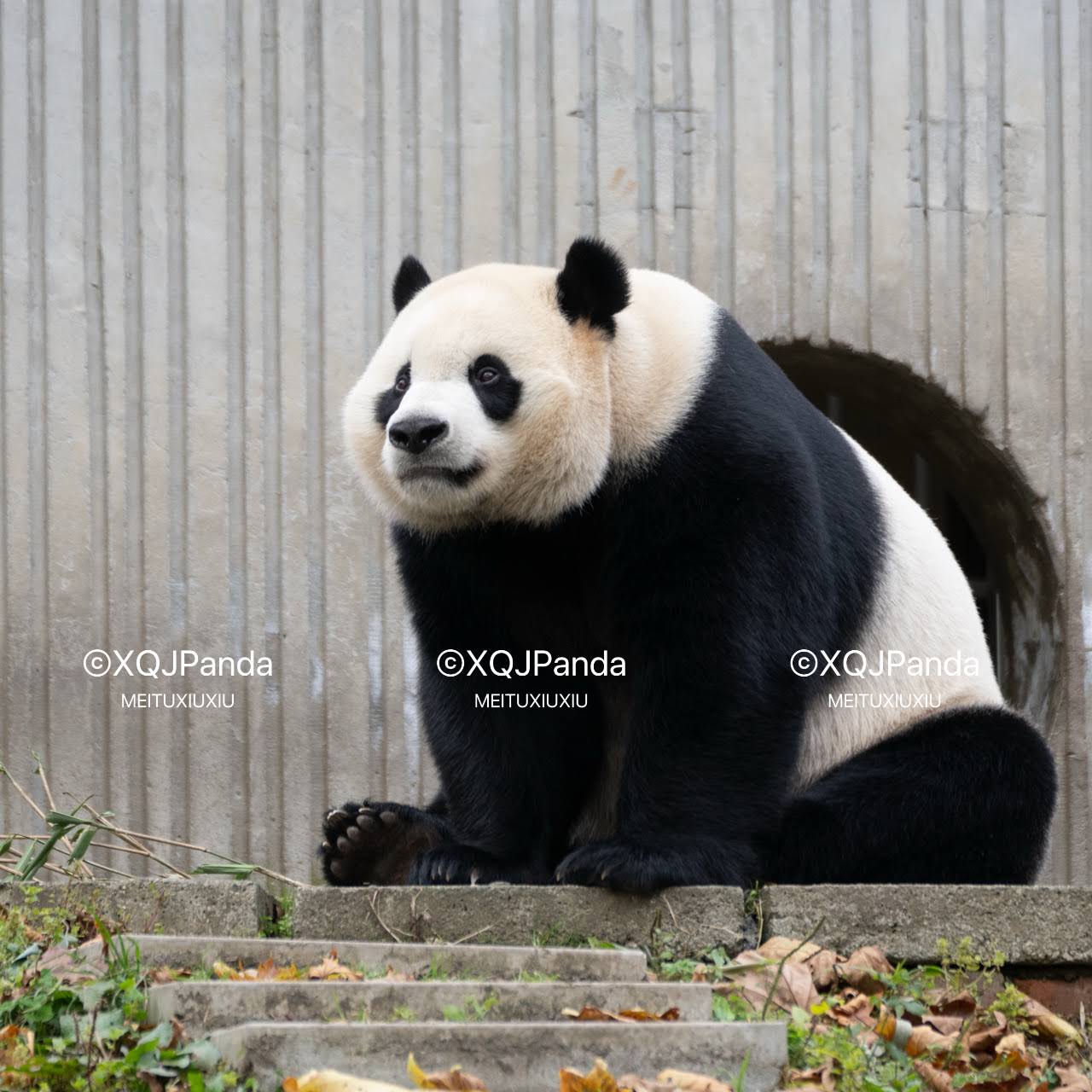Post from XQJPanda
