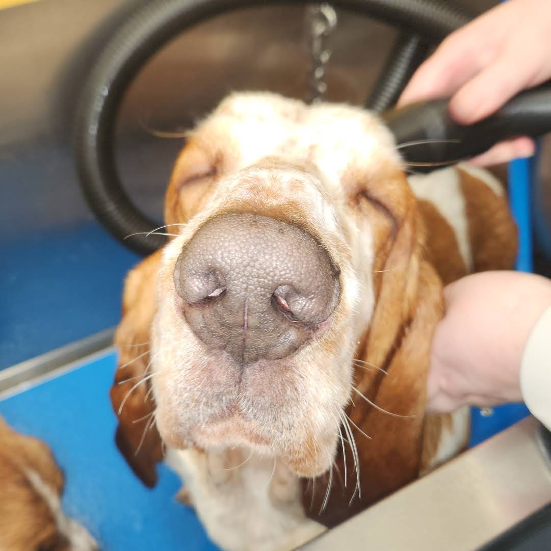 Post from Flat Basset