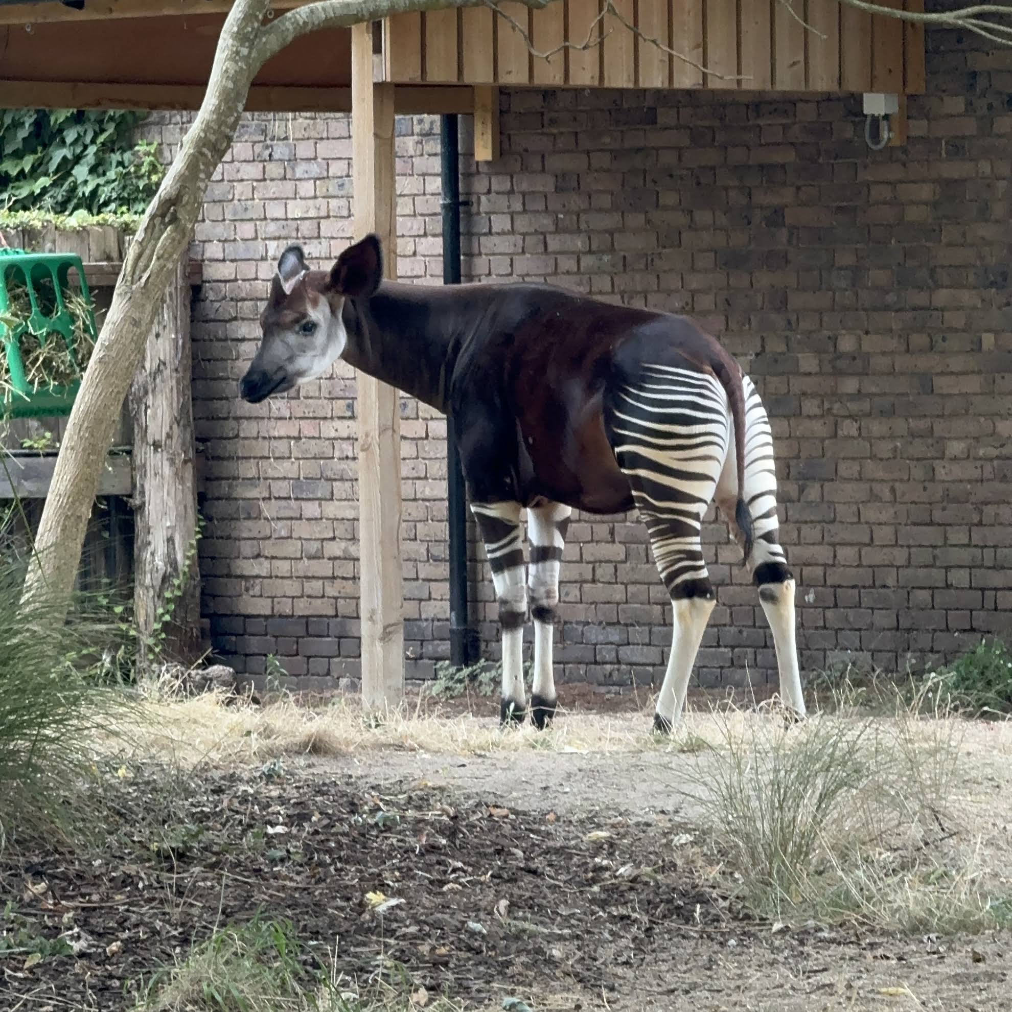 Post from Papi the okapi