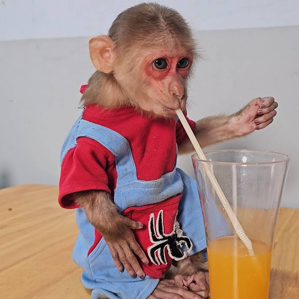 Post from Monkey Su