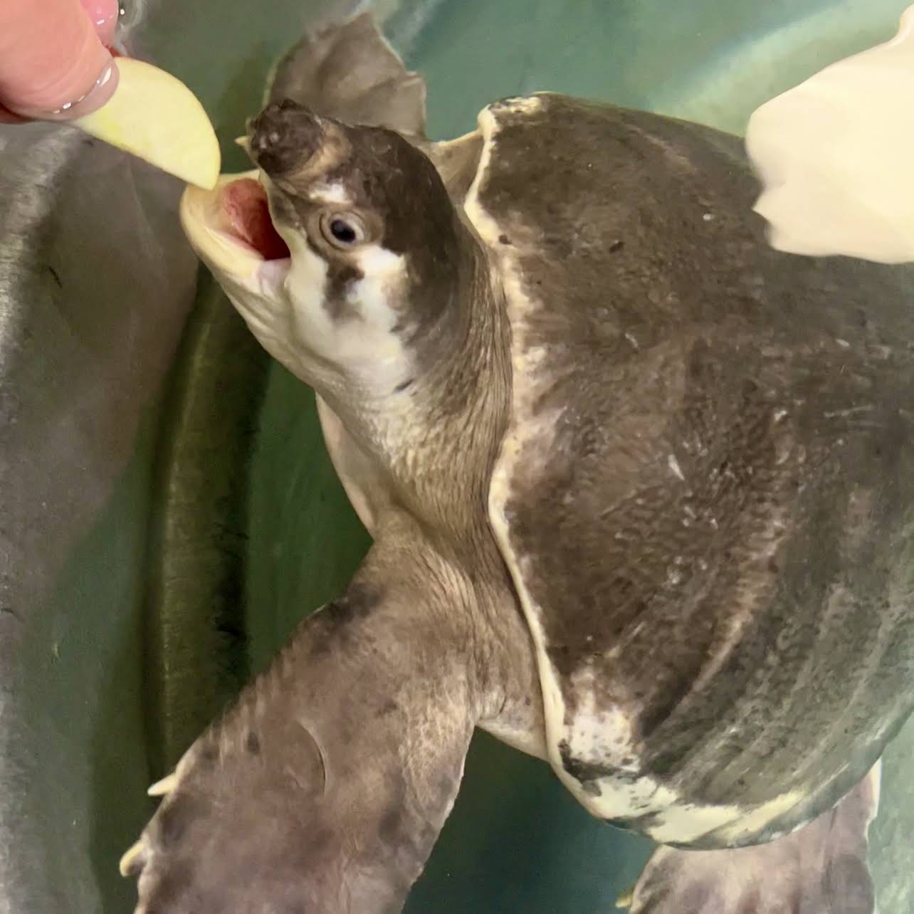 Post from Garden State Tortoise