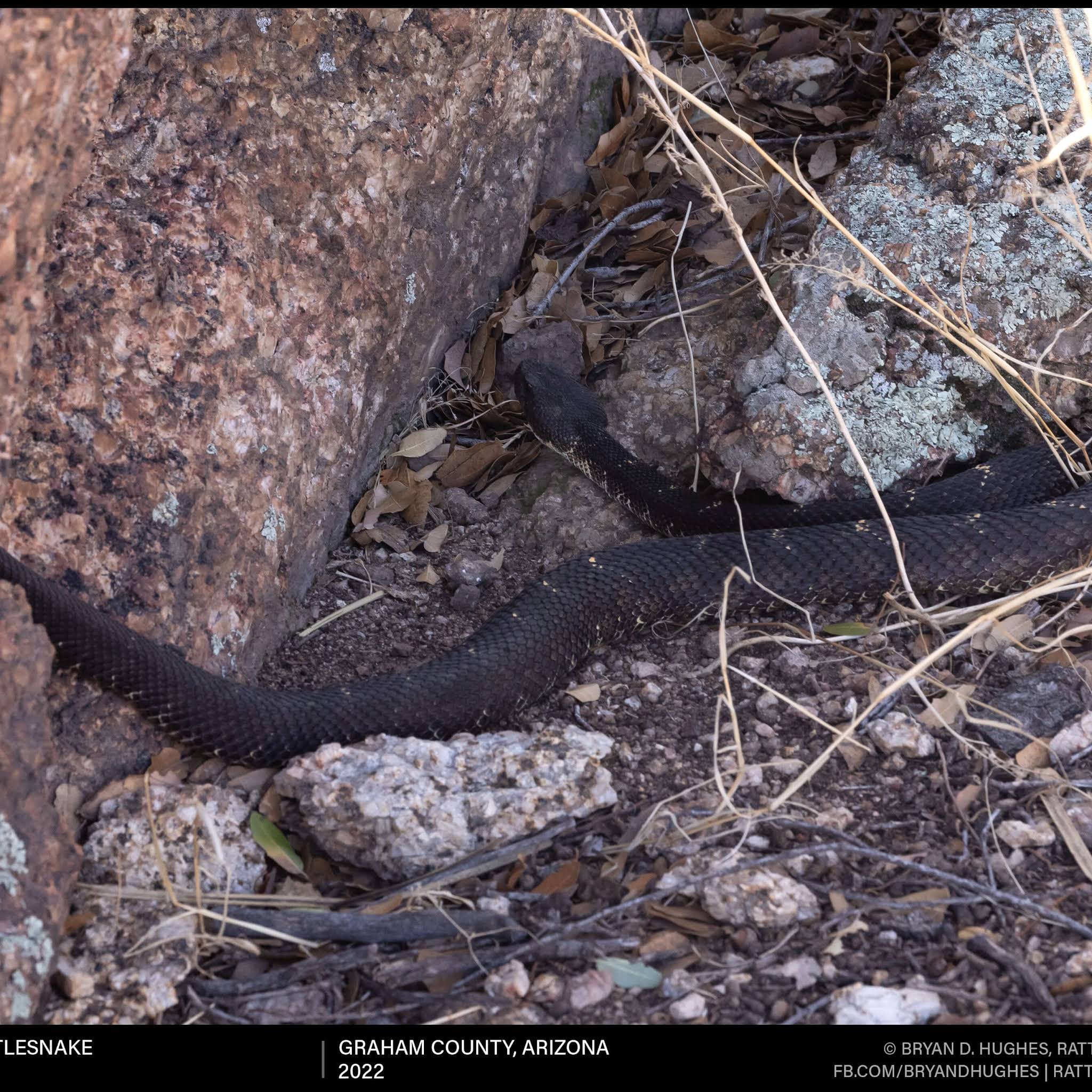 Post from Rattlesnake Solutions