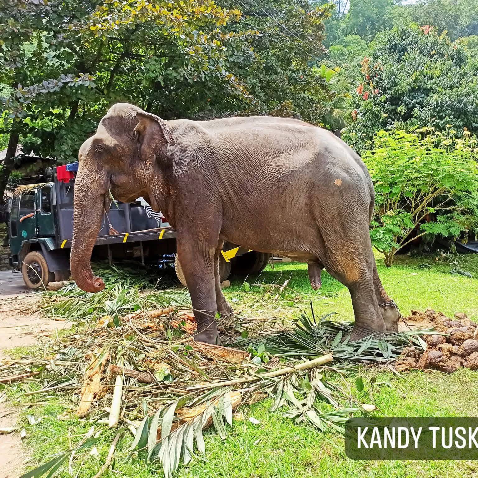 Post from Kandy Elephant Guide