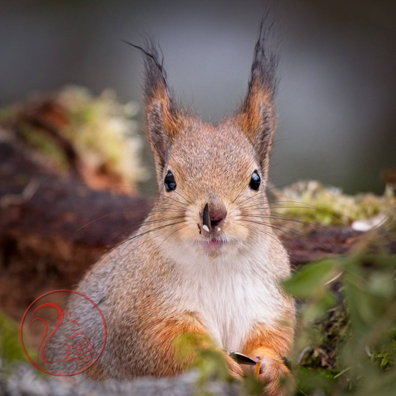 Post from Red Squirrel Studios