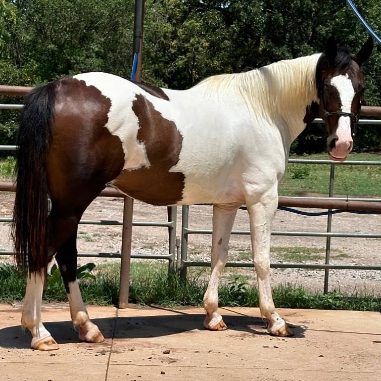 Post from Topwind Ranch