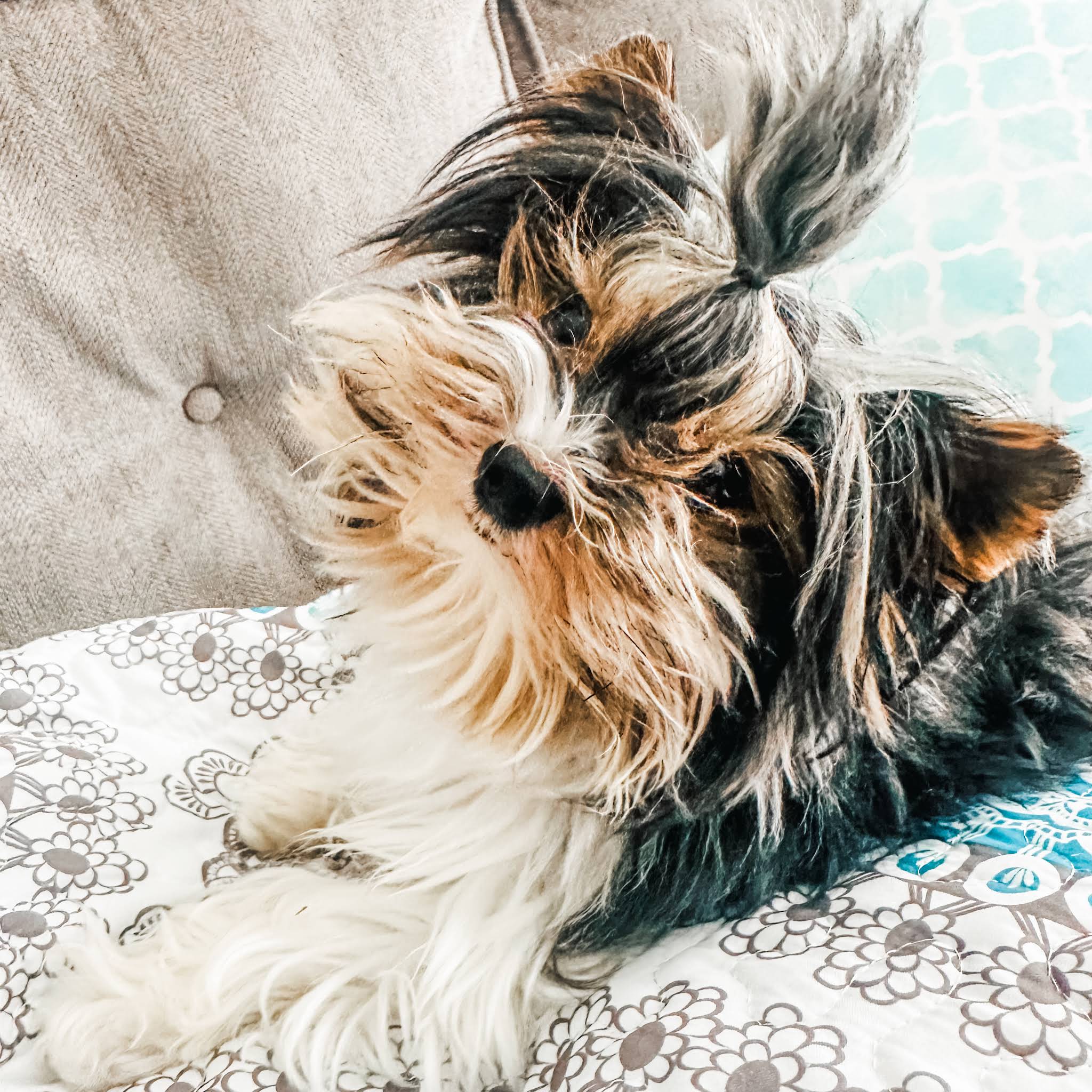 Post from KING THE YORKIE Official