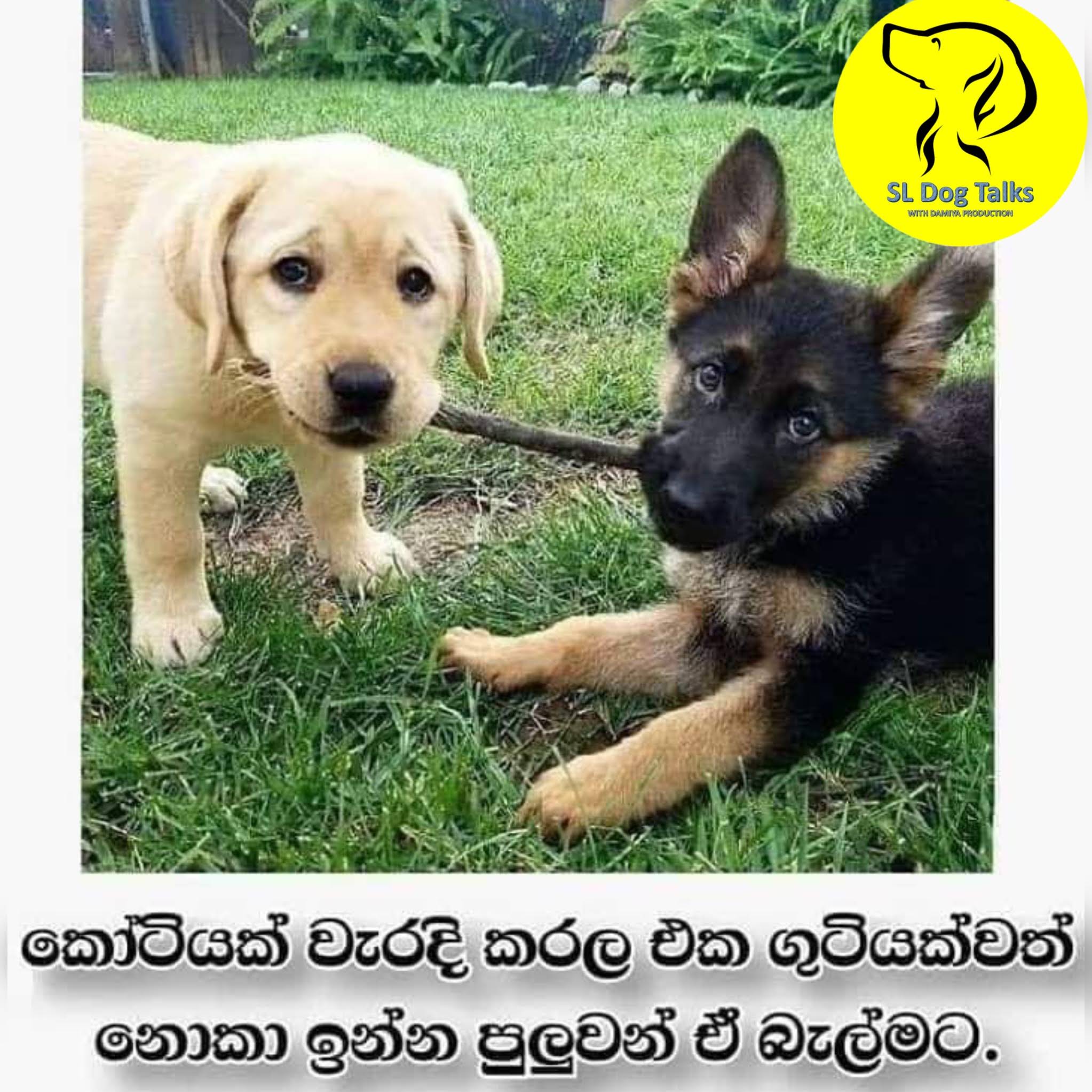 Post from SL Dog Talks