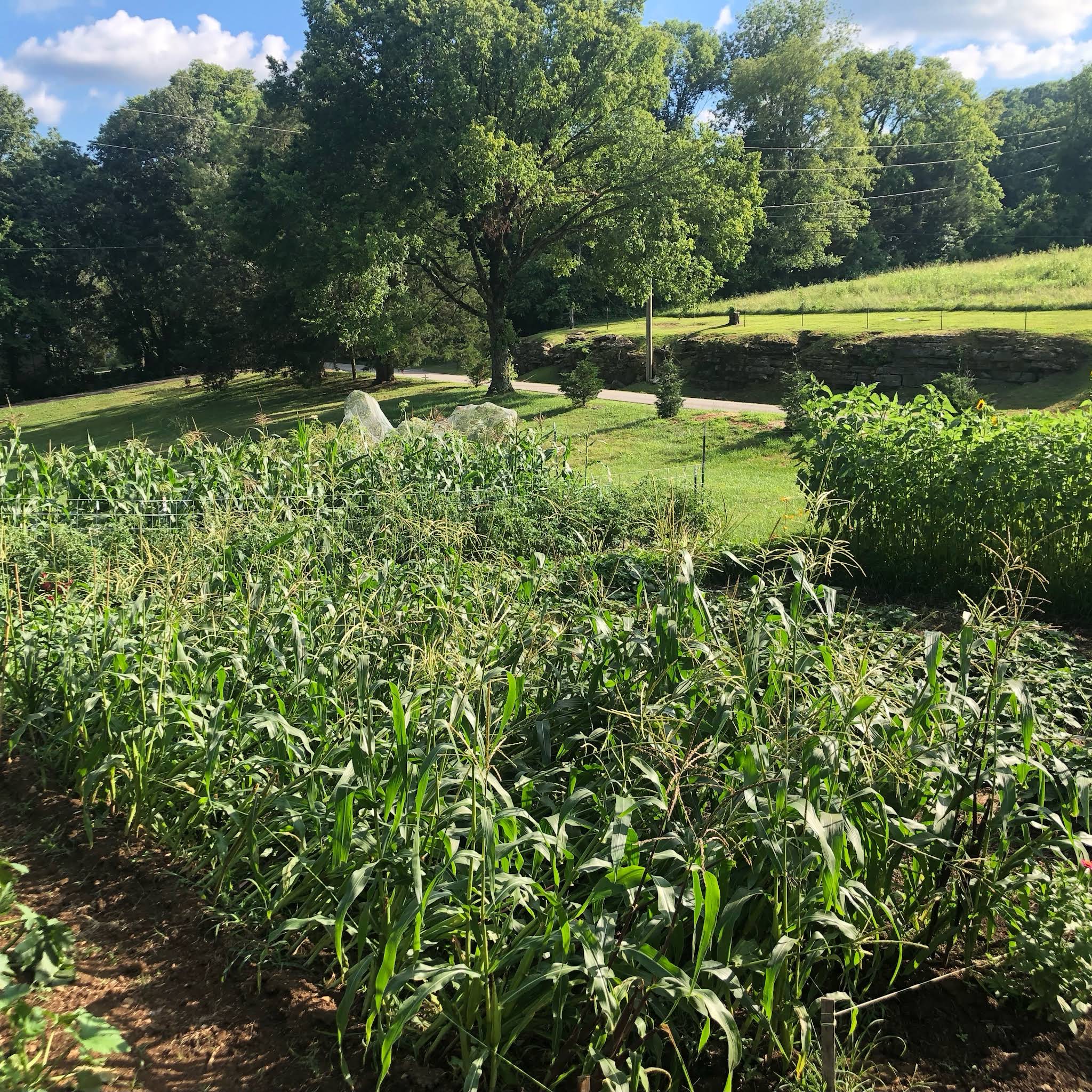 Post from Kaye Kittrell Late Bloomer