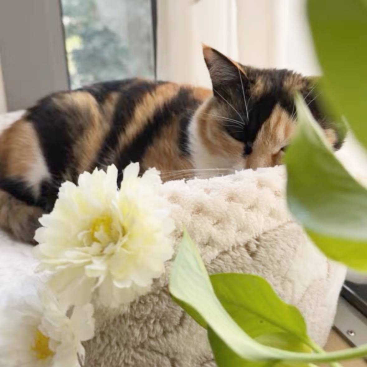 Post from Muumin Cat むぅちゃん
