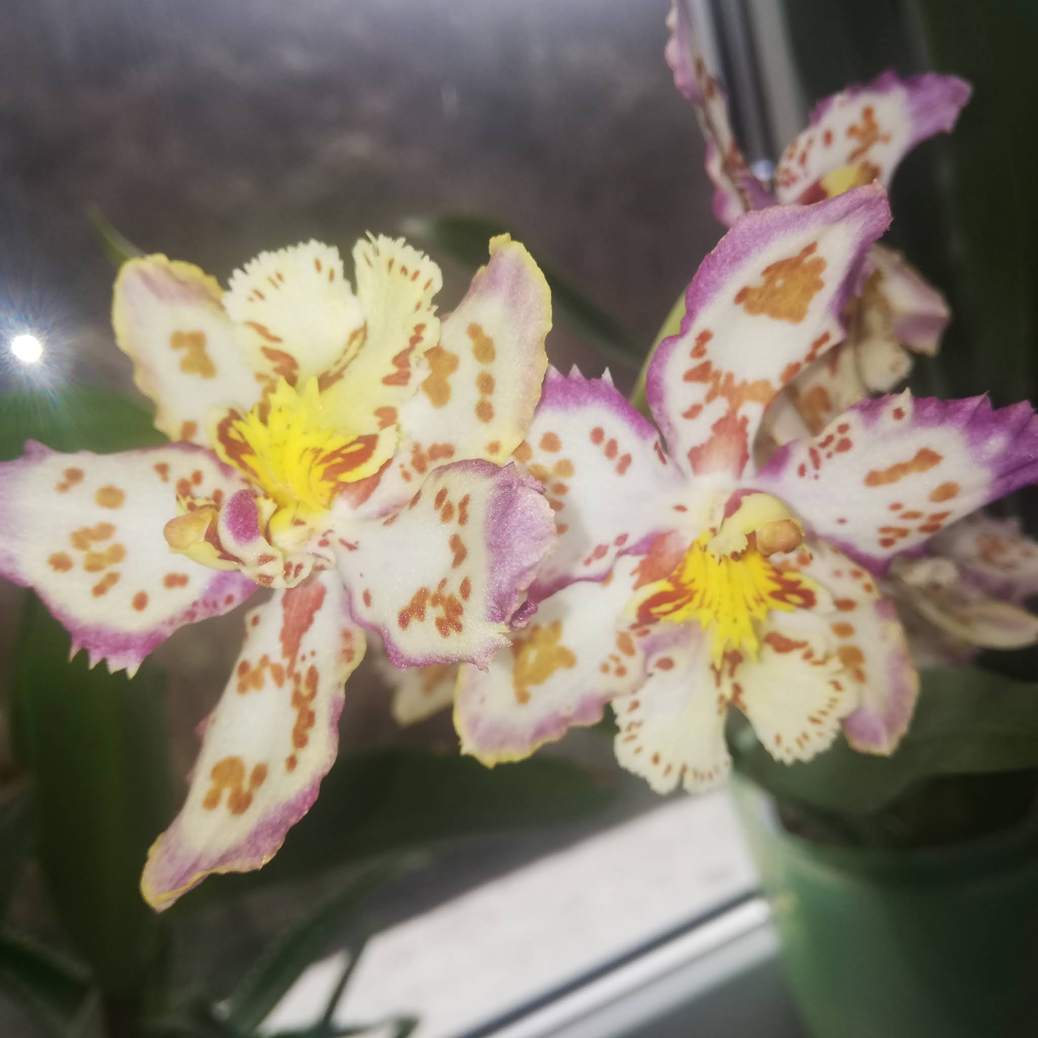 Post from Miracle Orchids