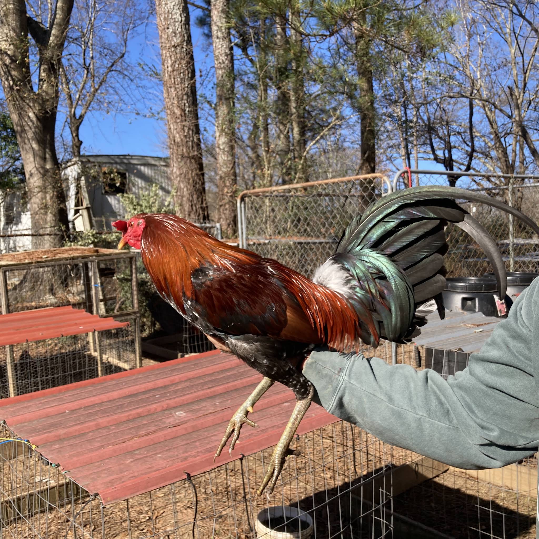 Post from STEEL SPURS