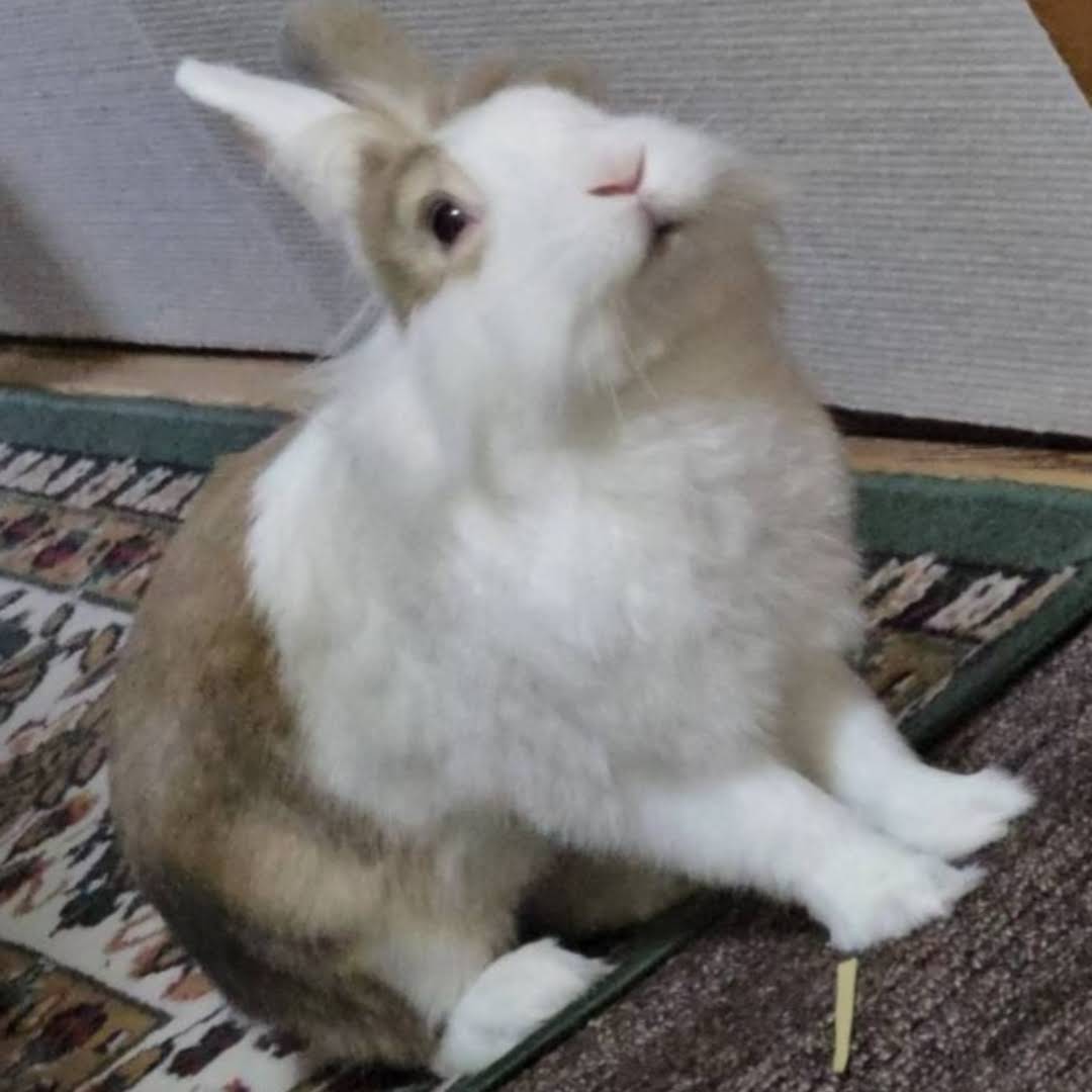 Post from Mofu, the Tokyo bunny!