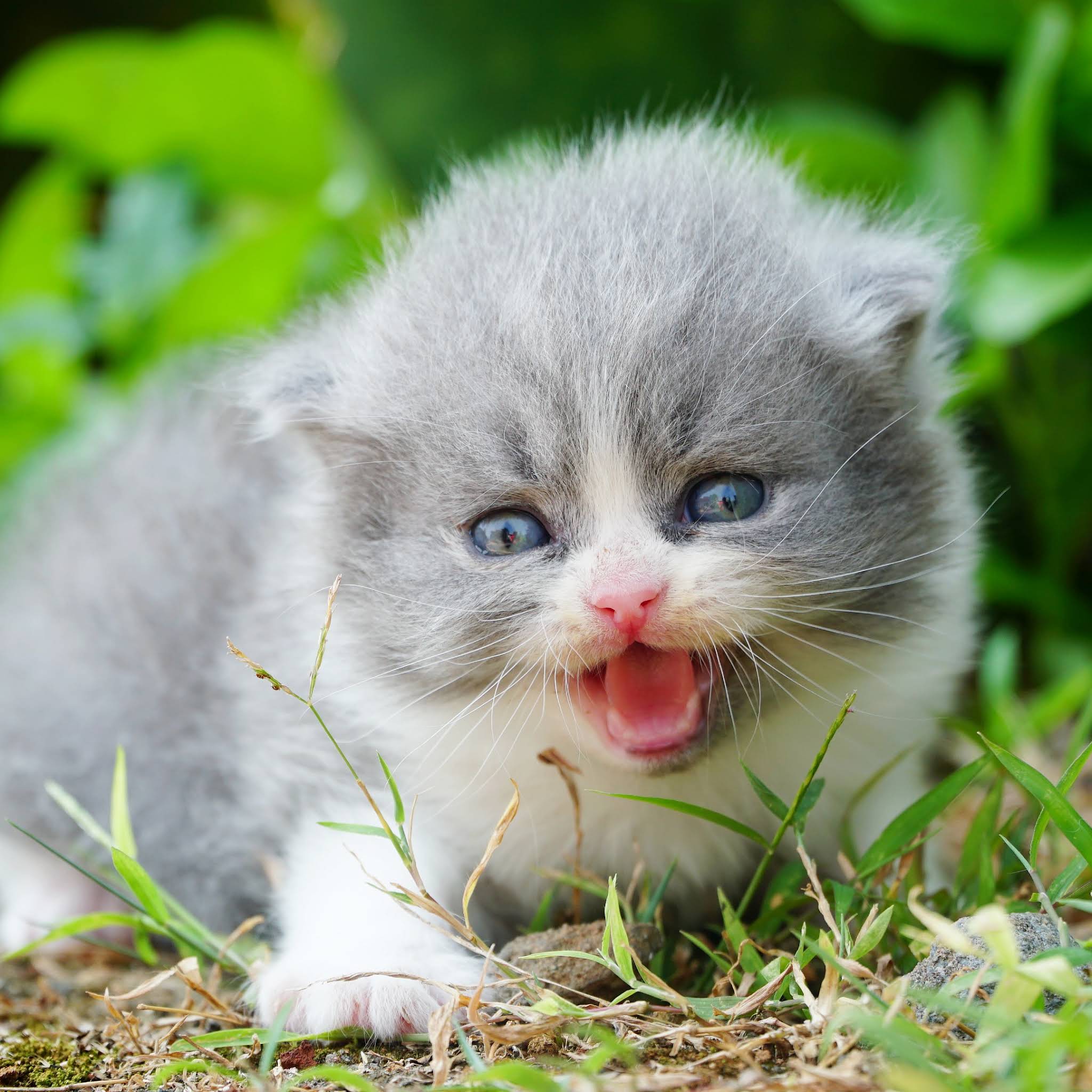 Post from Kucing Cemara
