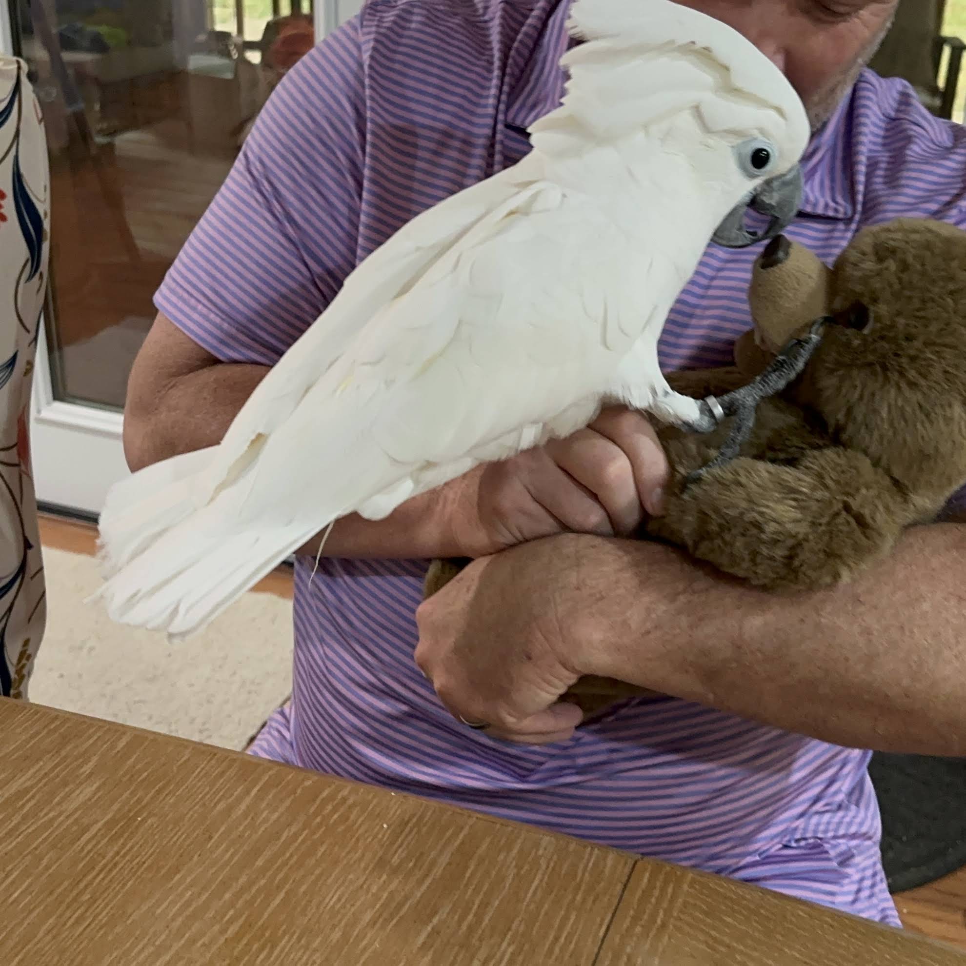 Post from Buster The Cockatoo