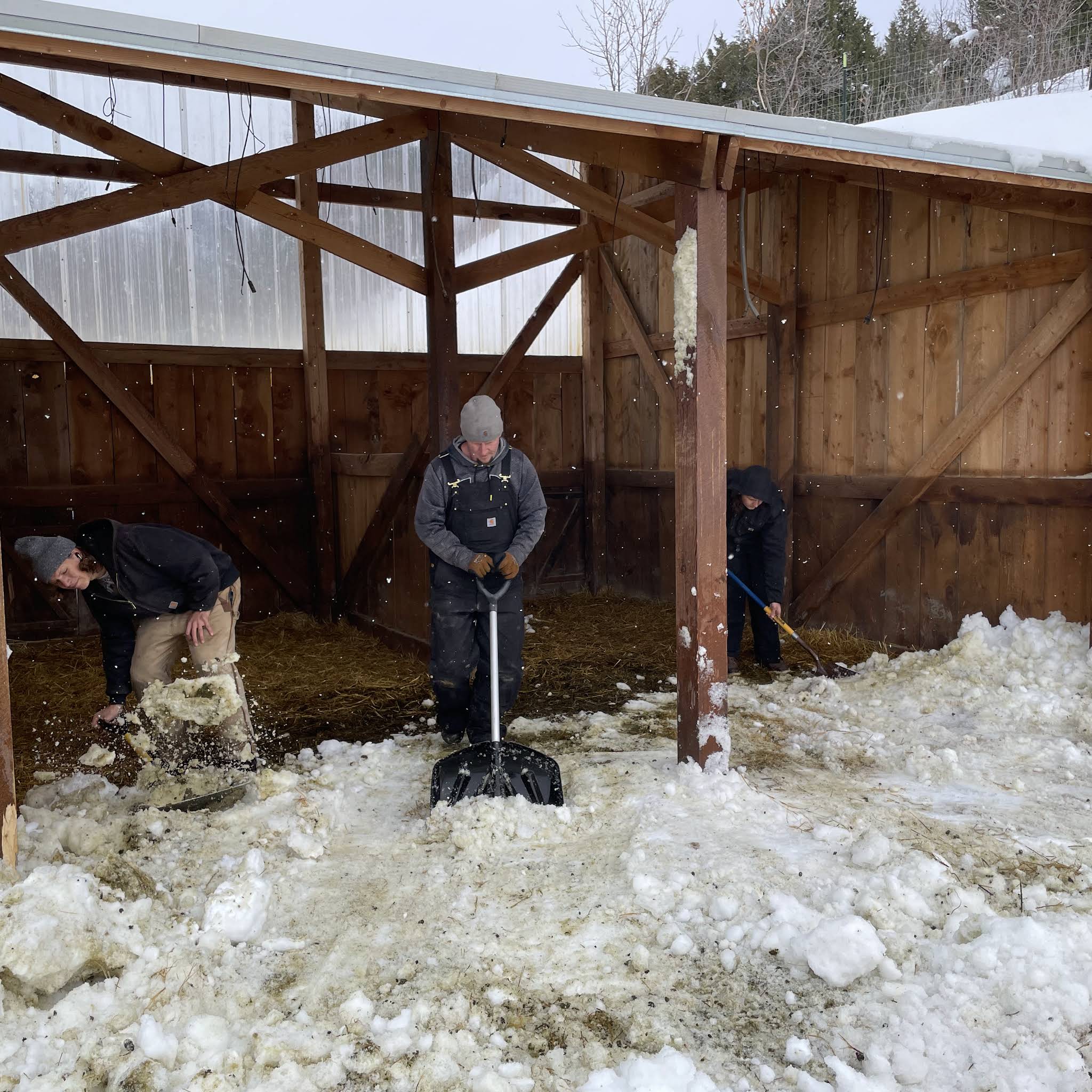 Post from MOUNTAIN MAPLE RANCH 🍁