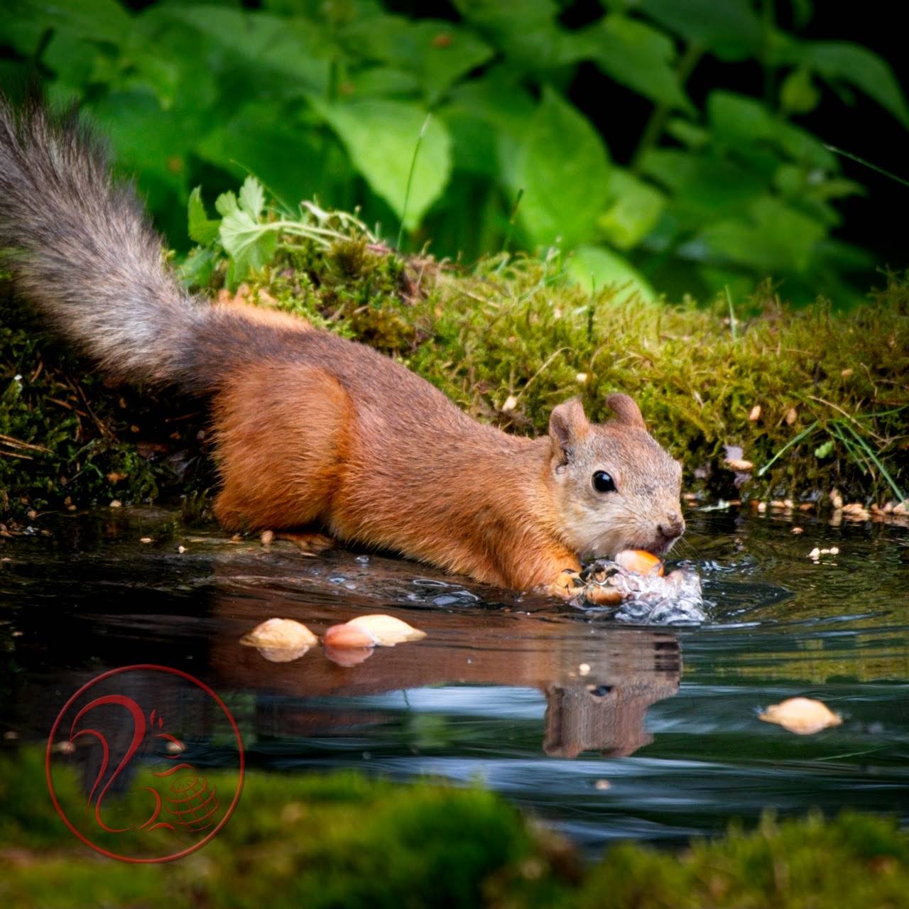 Post from Red Squirrel Studios