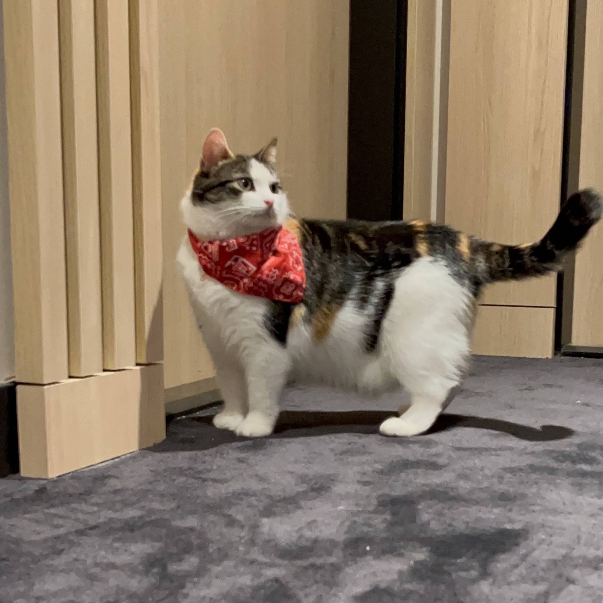 Post from Elie the hallway cat