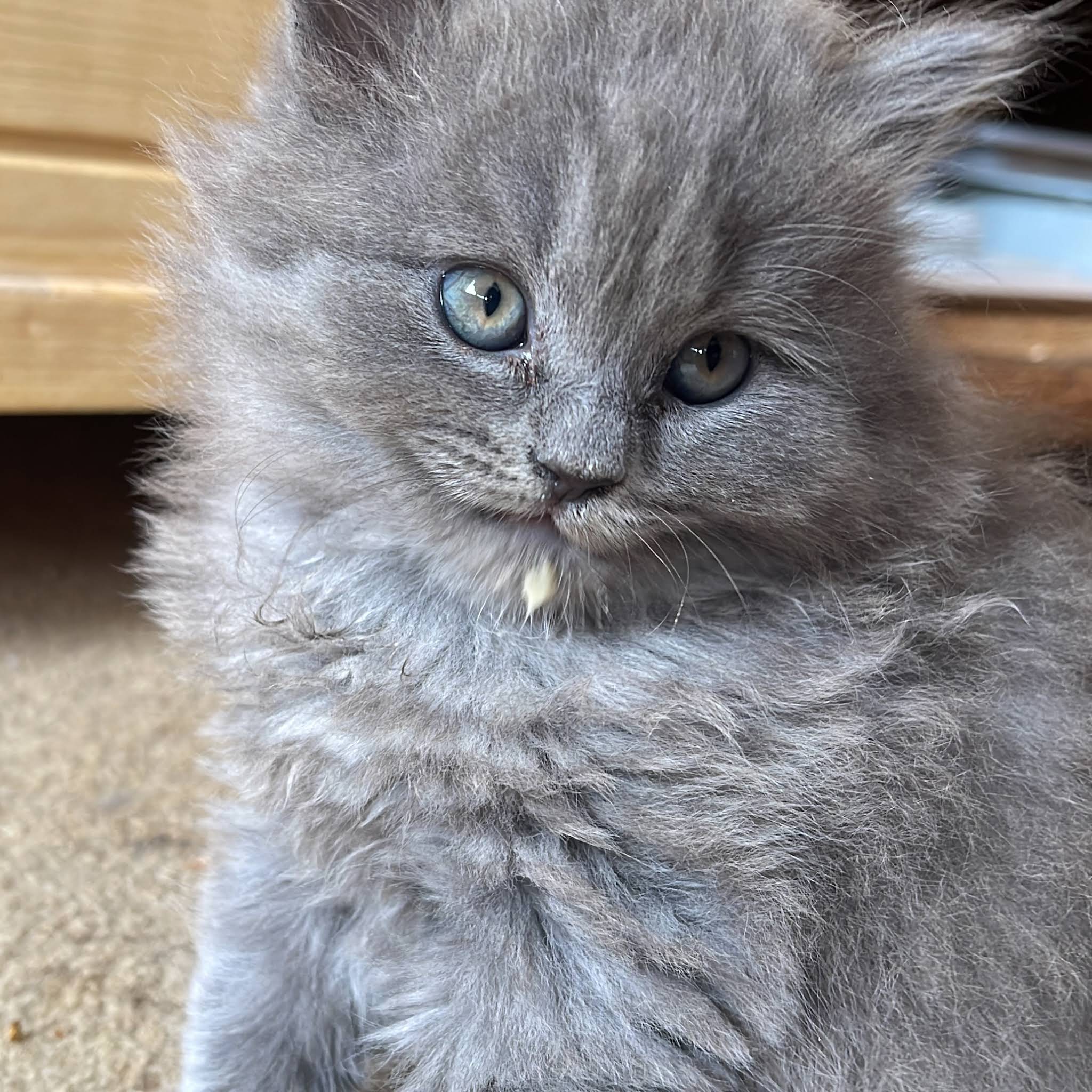 Post from British Lap Cats