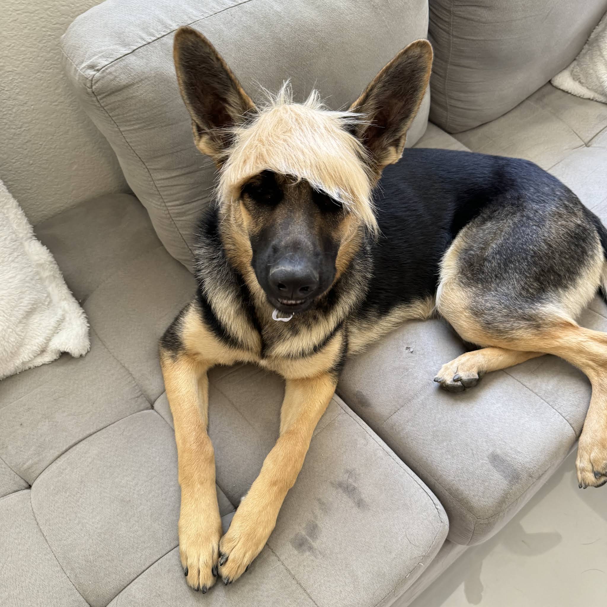 Post from Chanel The German Shepherd