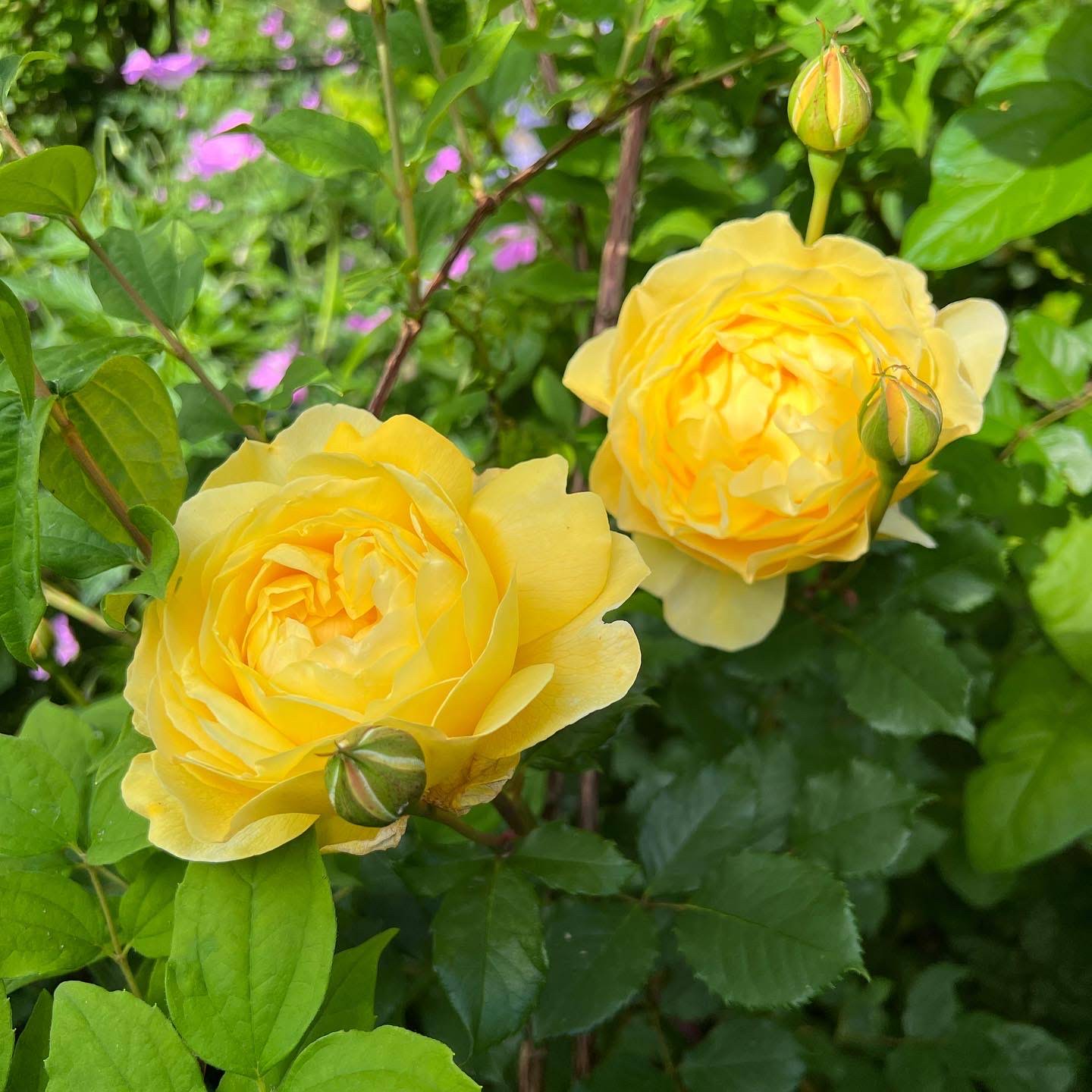 Post from Ben Hamilton Anderson -David Austin & Rose Expert