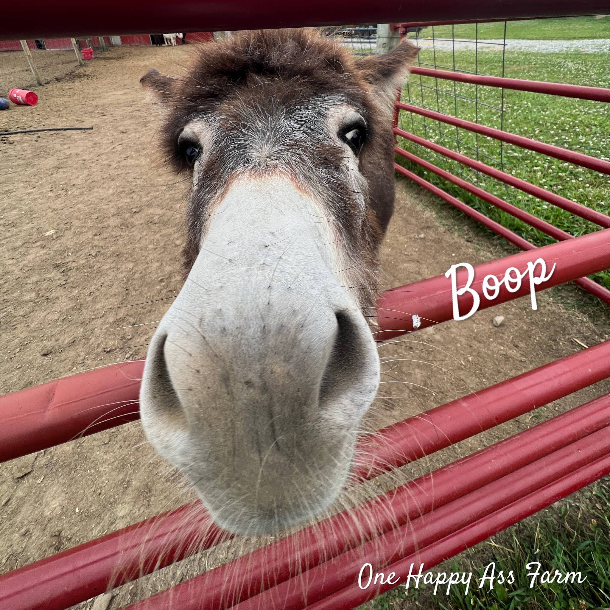 Post from One Happy Ass Farm
