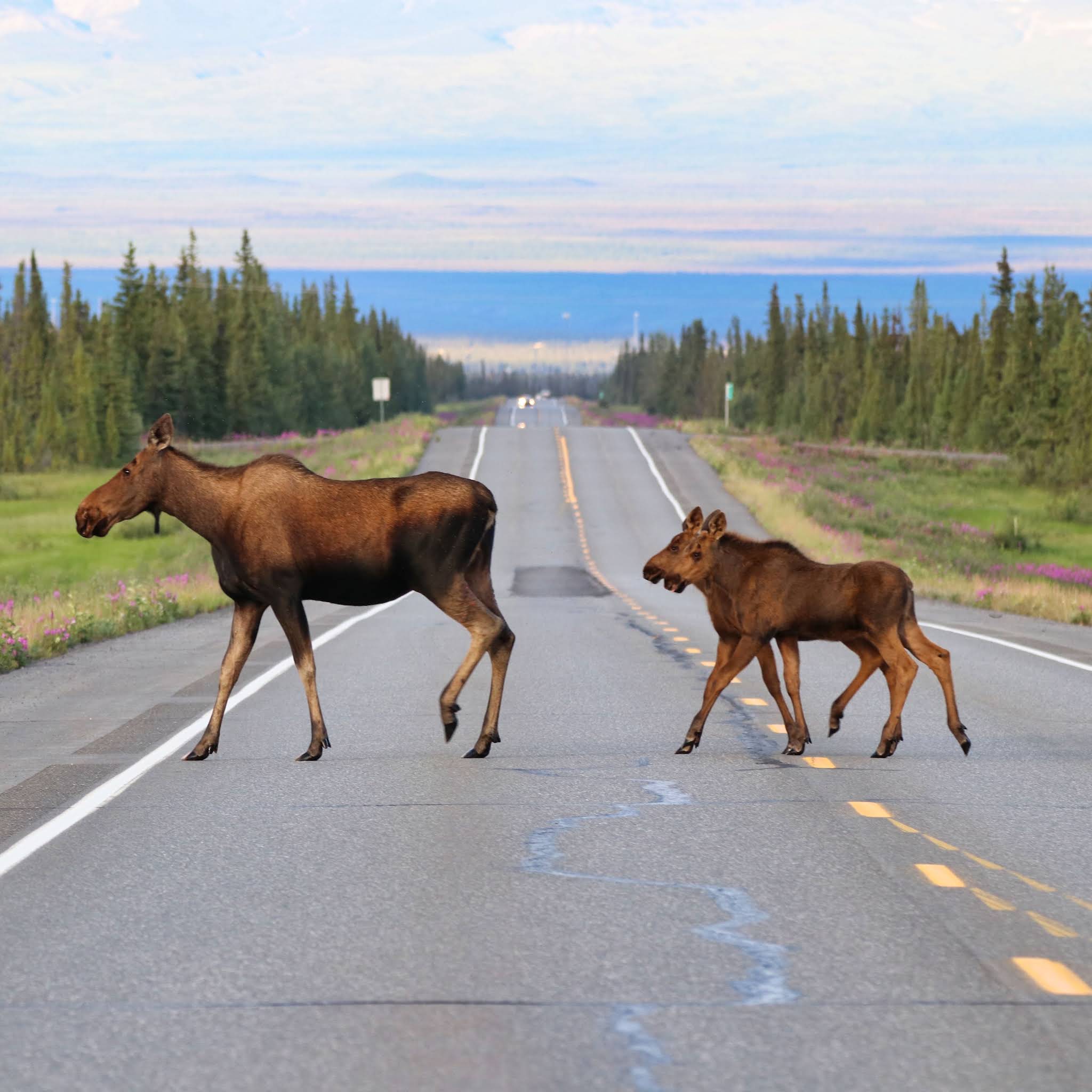 Post from Simple Living Alaska