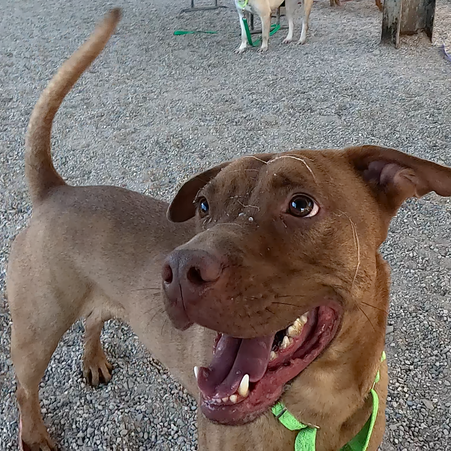 Post from Dog PlayGroup Stories