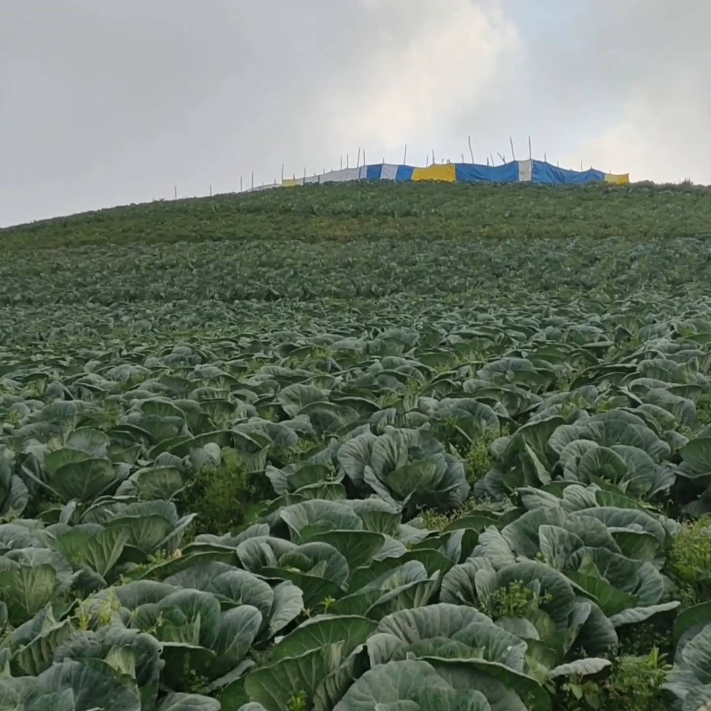 Post from Kannaway Shots