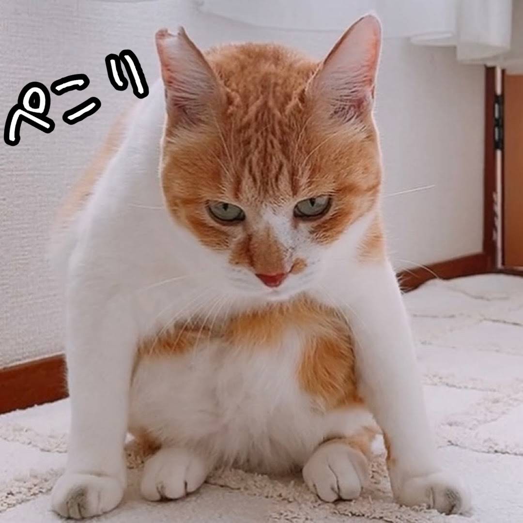 Post from How Chacha, a homeless cat ＆Rme