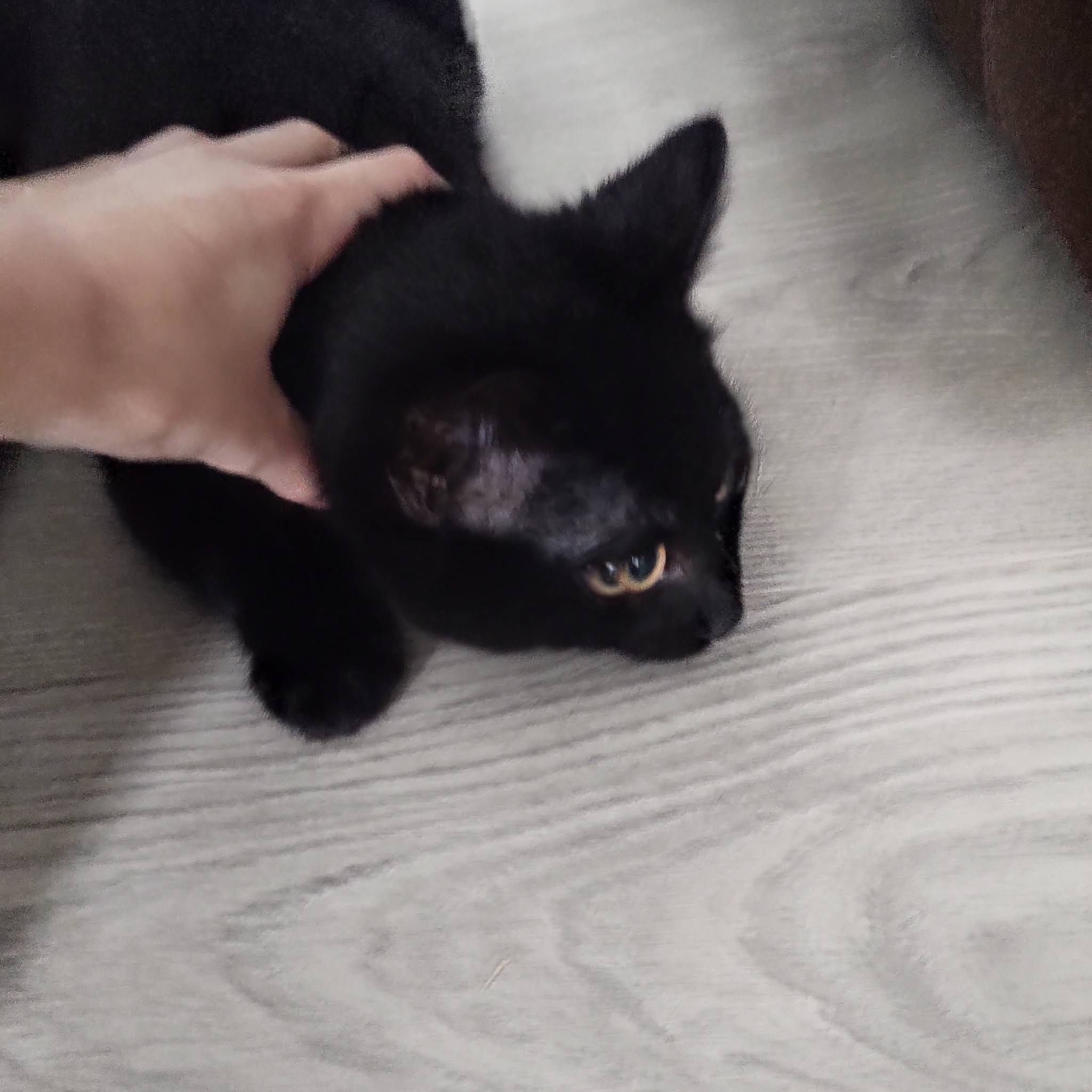 Post from Segafan681