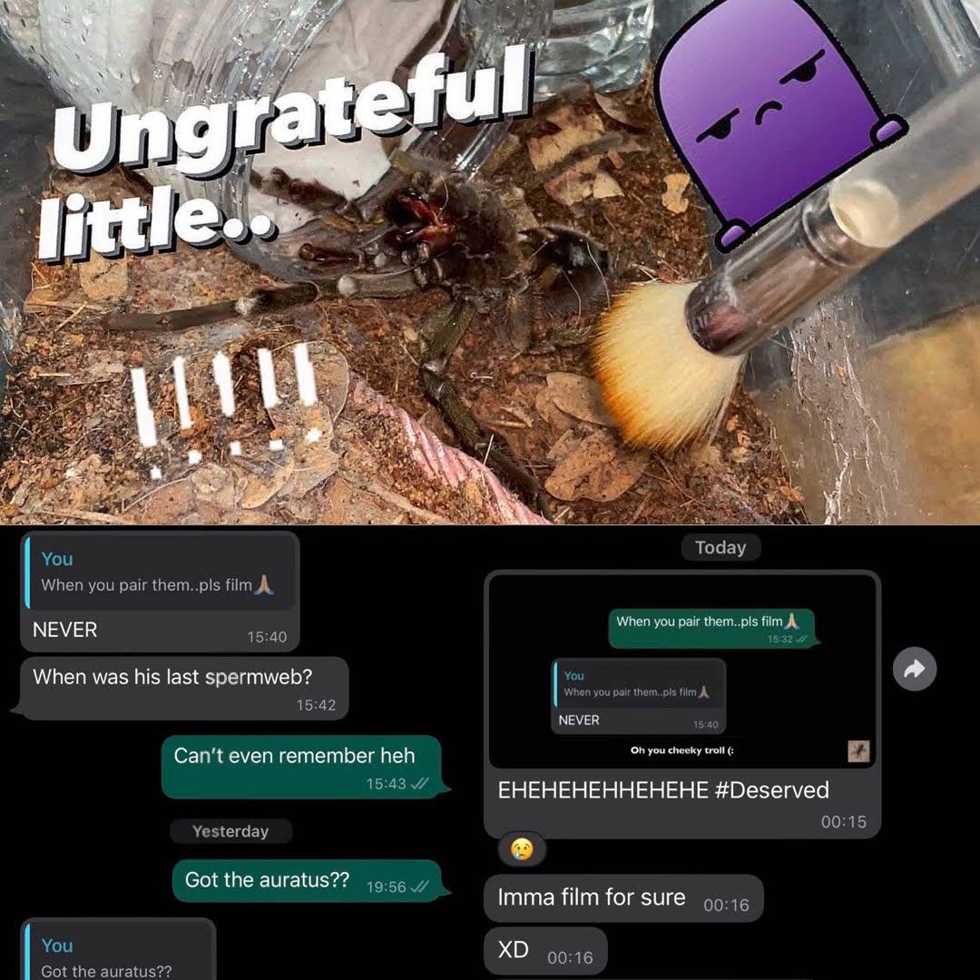 Post from Exotics Lair