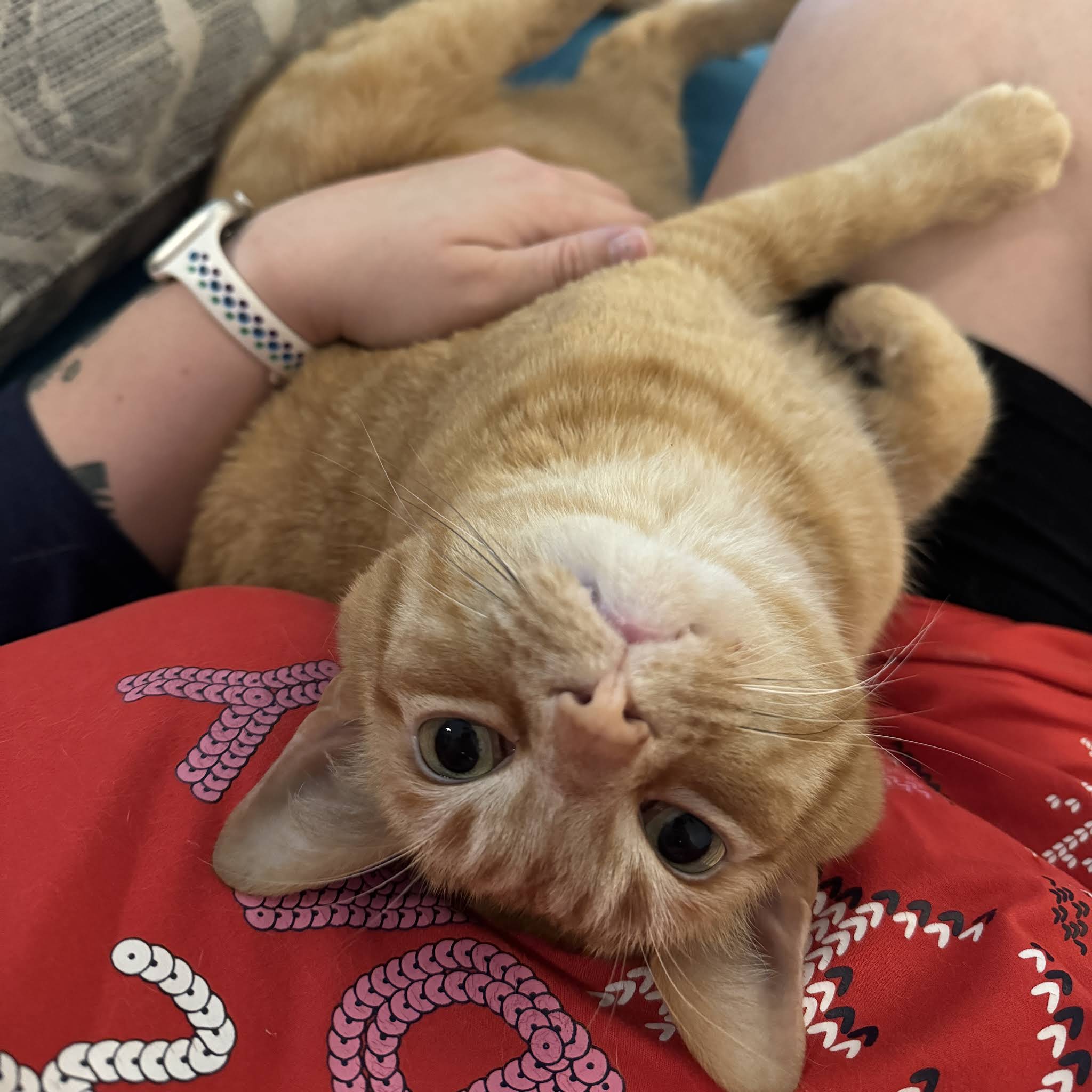 Post from Mauren | Cat Lady Tails