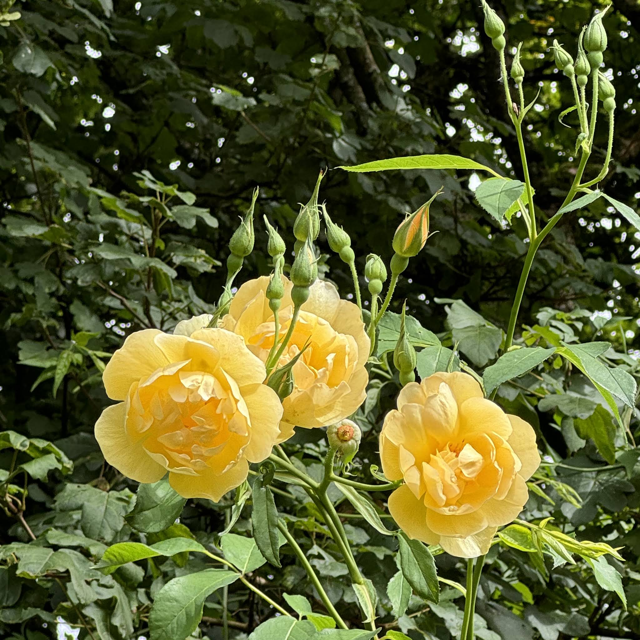 Post from Ben Hamilton Anderson -David Austin & rose expert