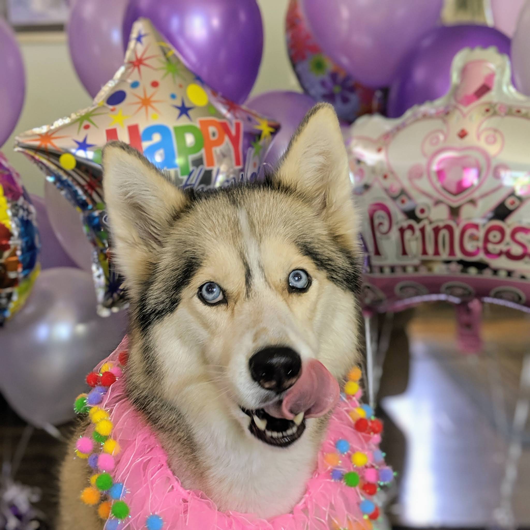 Post from Snow Dogs Vlogs