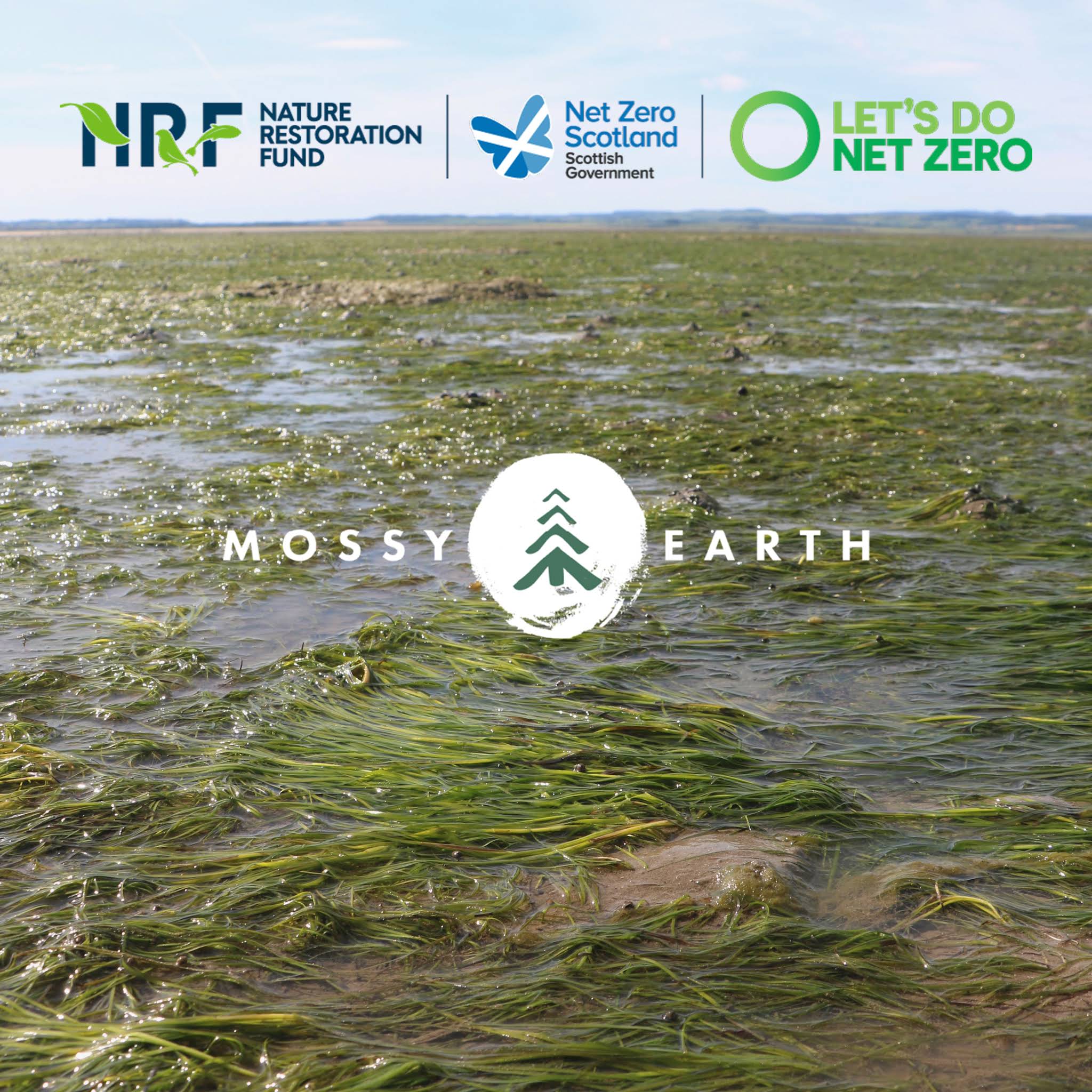 Post from Mossy Earth