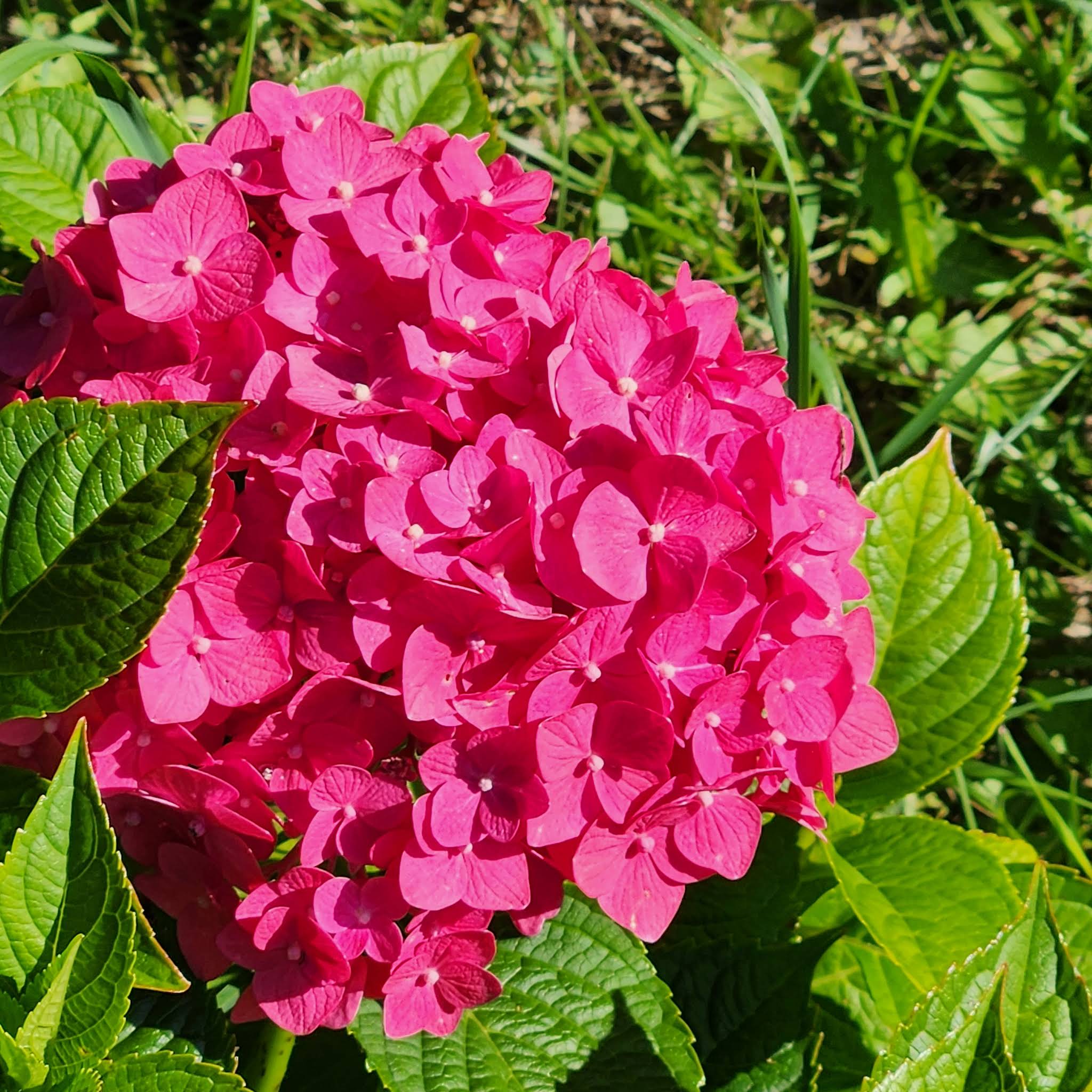 Post from Suttons Daze