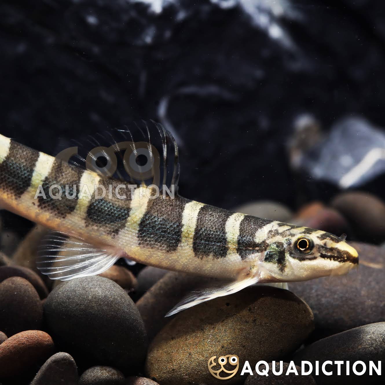 @aquadiction | Aquadiction | fishfam.link