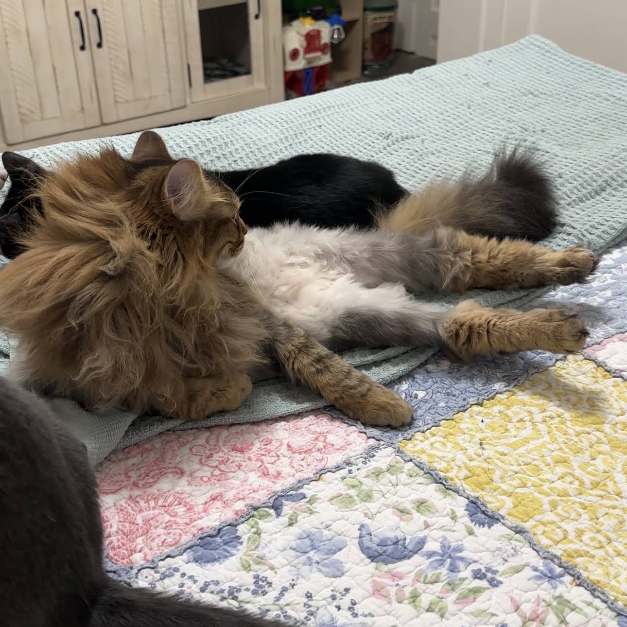 Post from 3 Southern Cats and Momma™