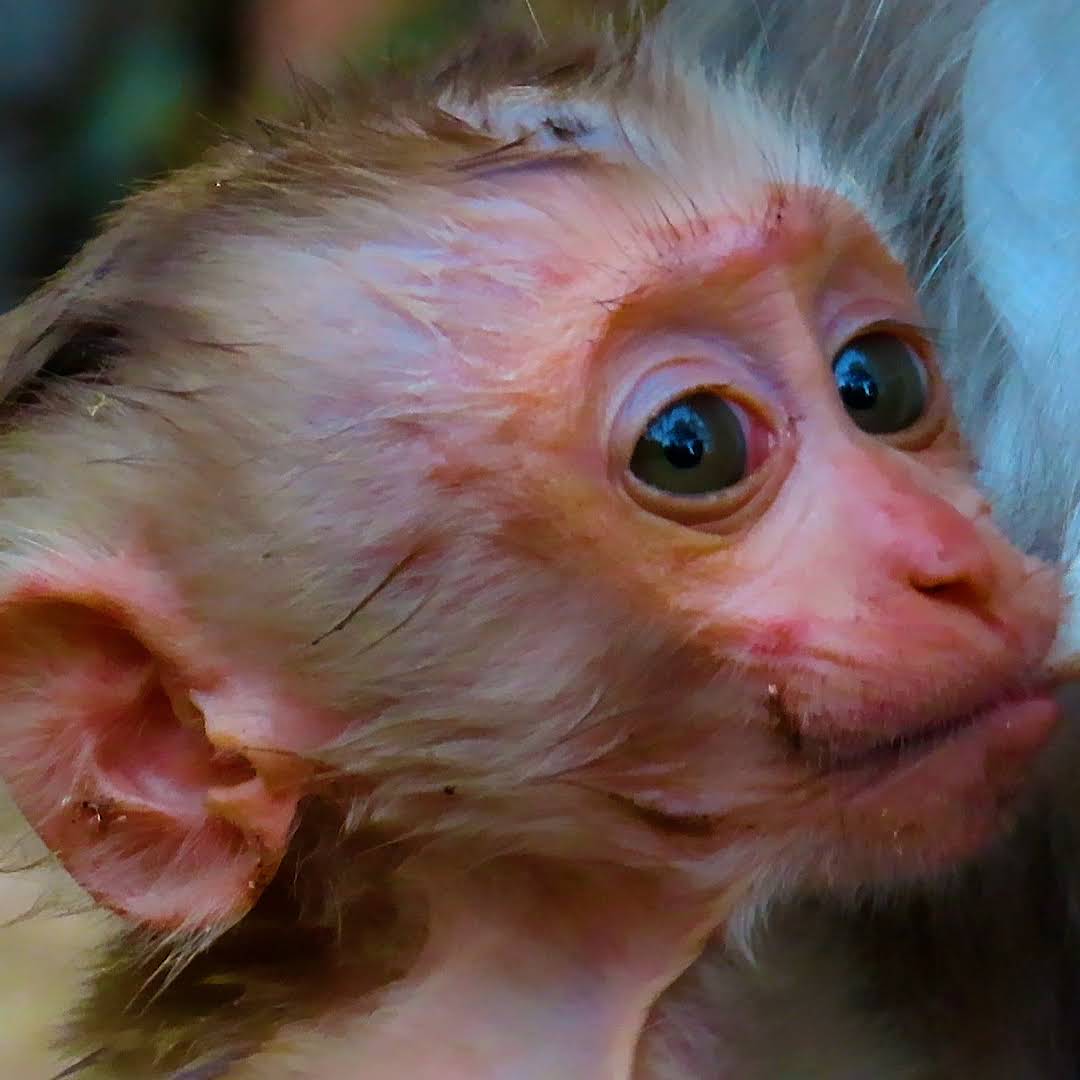 Post from SH animals