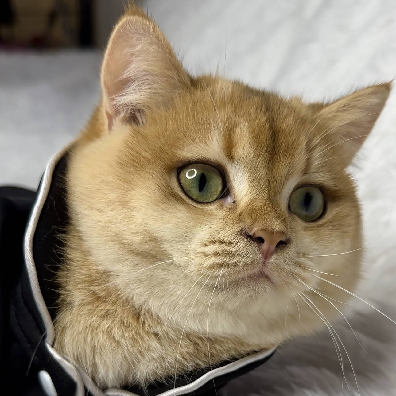 Post from Princess Nika cat