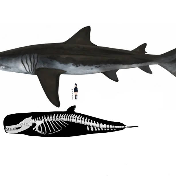 Post from Dizzy Rose